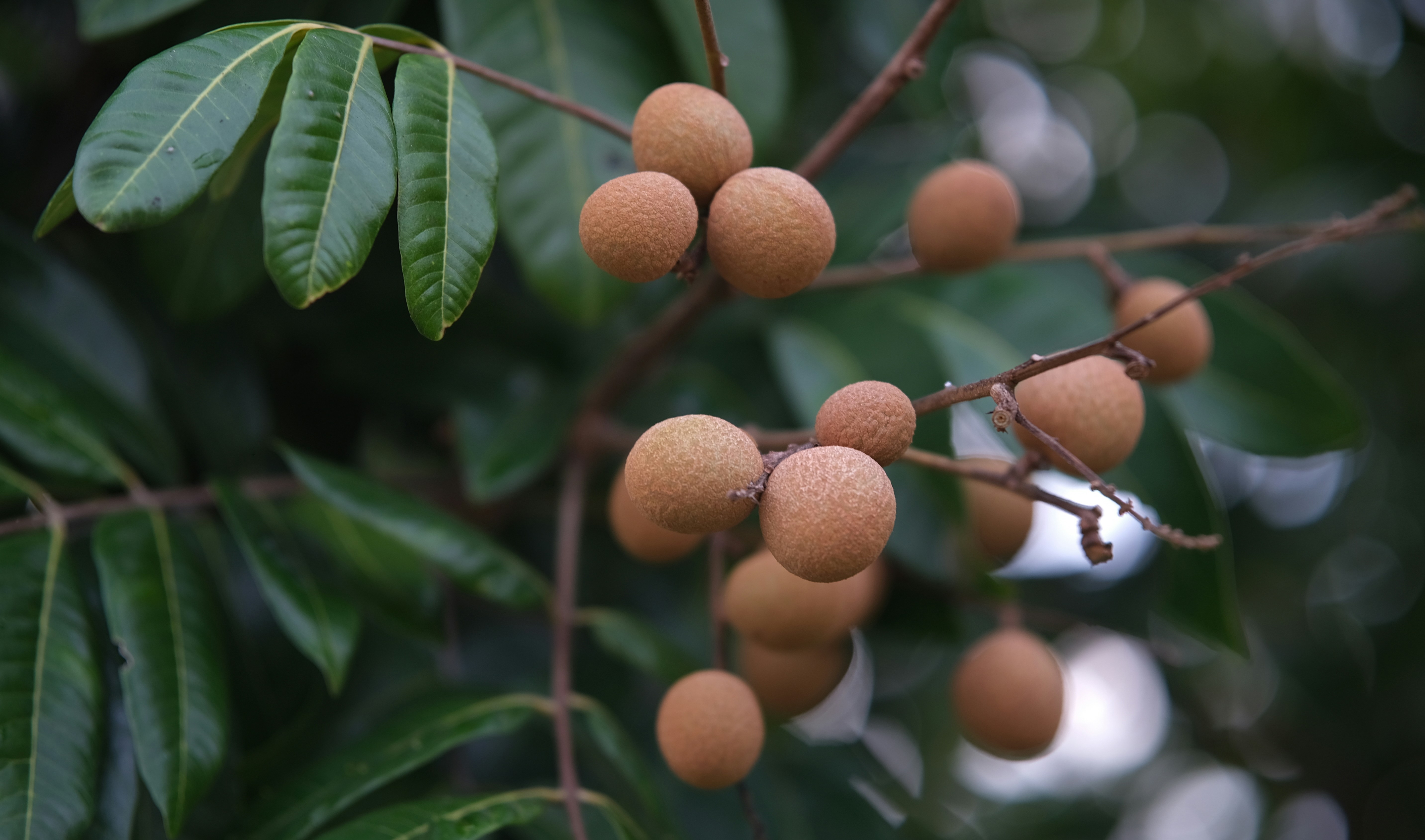 Longan fruit which belongs to the family of lychee fruits; it is ready to eat. | Longan fruit hangs from the tree branch.