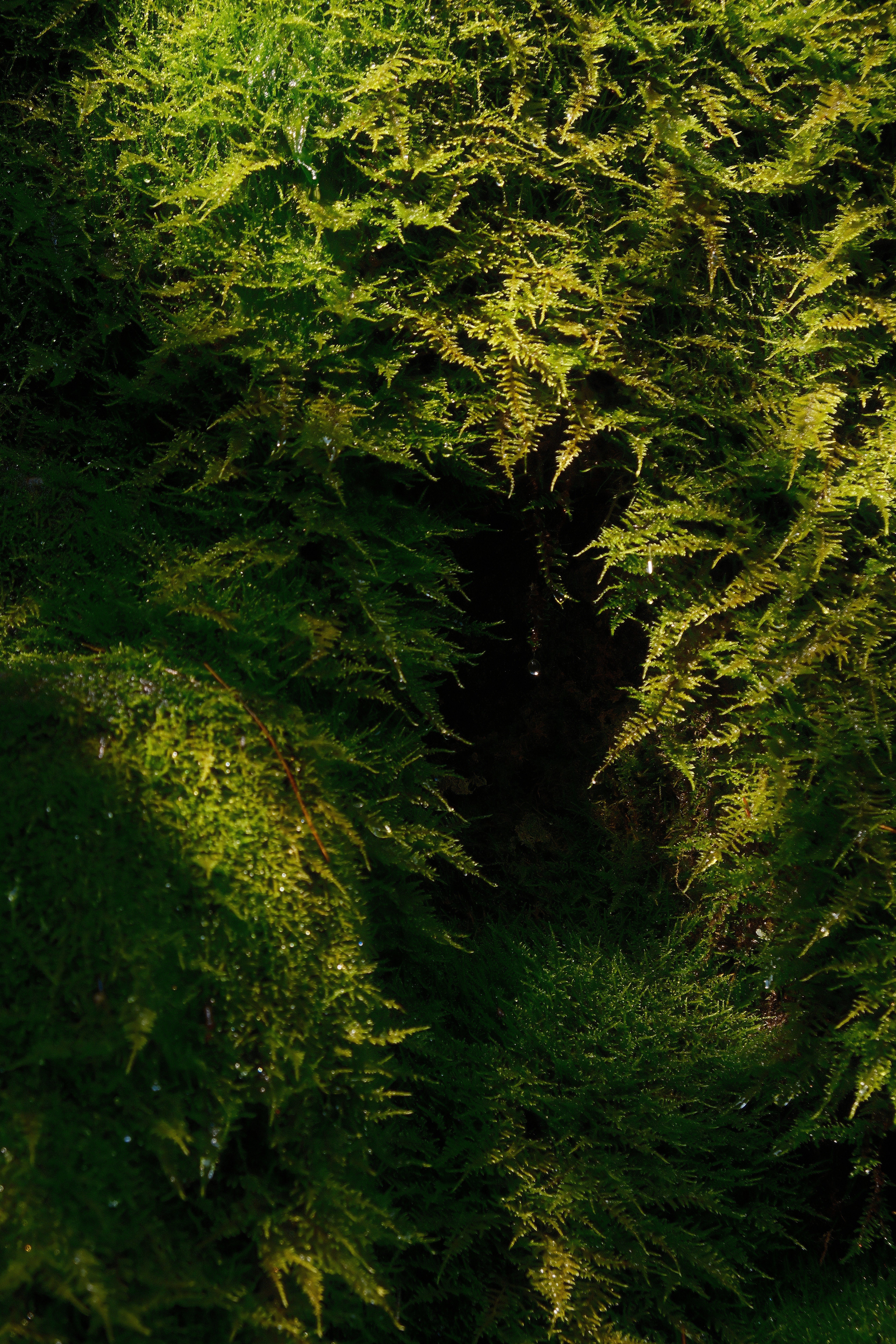 Lush green ferns envelop a shadowy crevice, hinting at hidden life within the foliage.