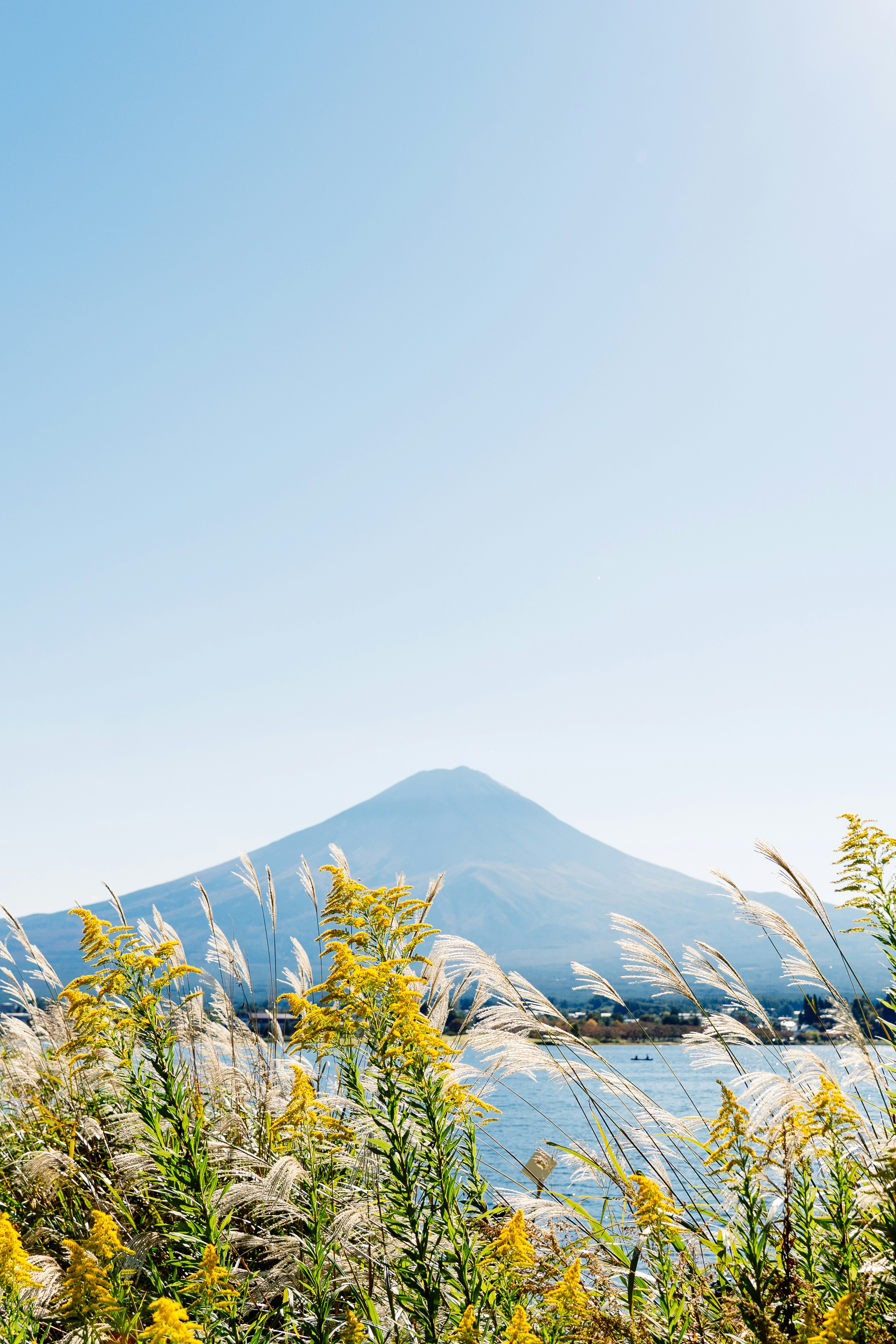 Fuji from a Lakeside Meadow: Reeds Framing a Quiet Lake