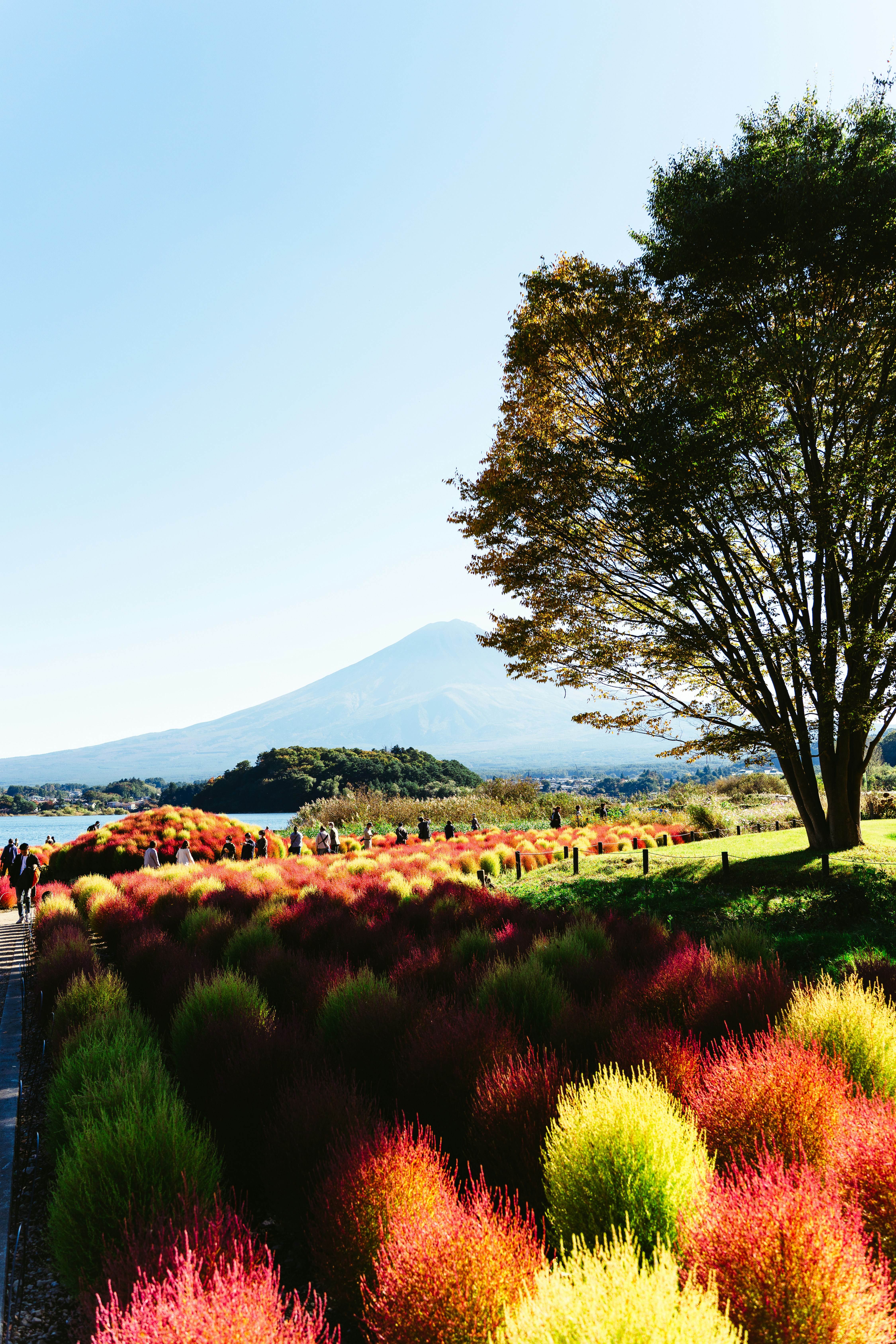 Emerald Fields at Mount Fuji’s Foot