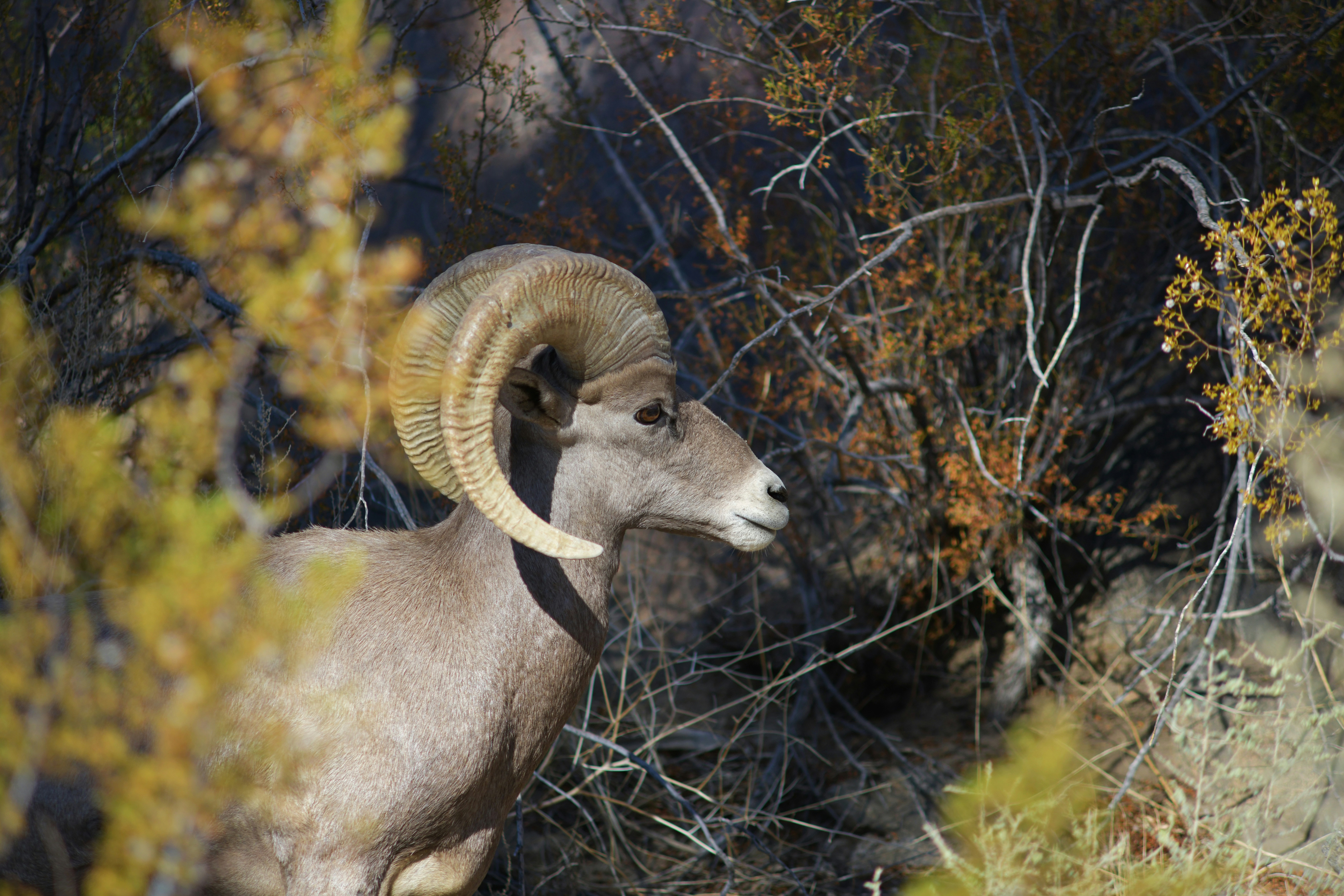 A borrego bighorn sheep in Borrego Springs, California. | A bighorn sheep hides amidst desert foliage.