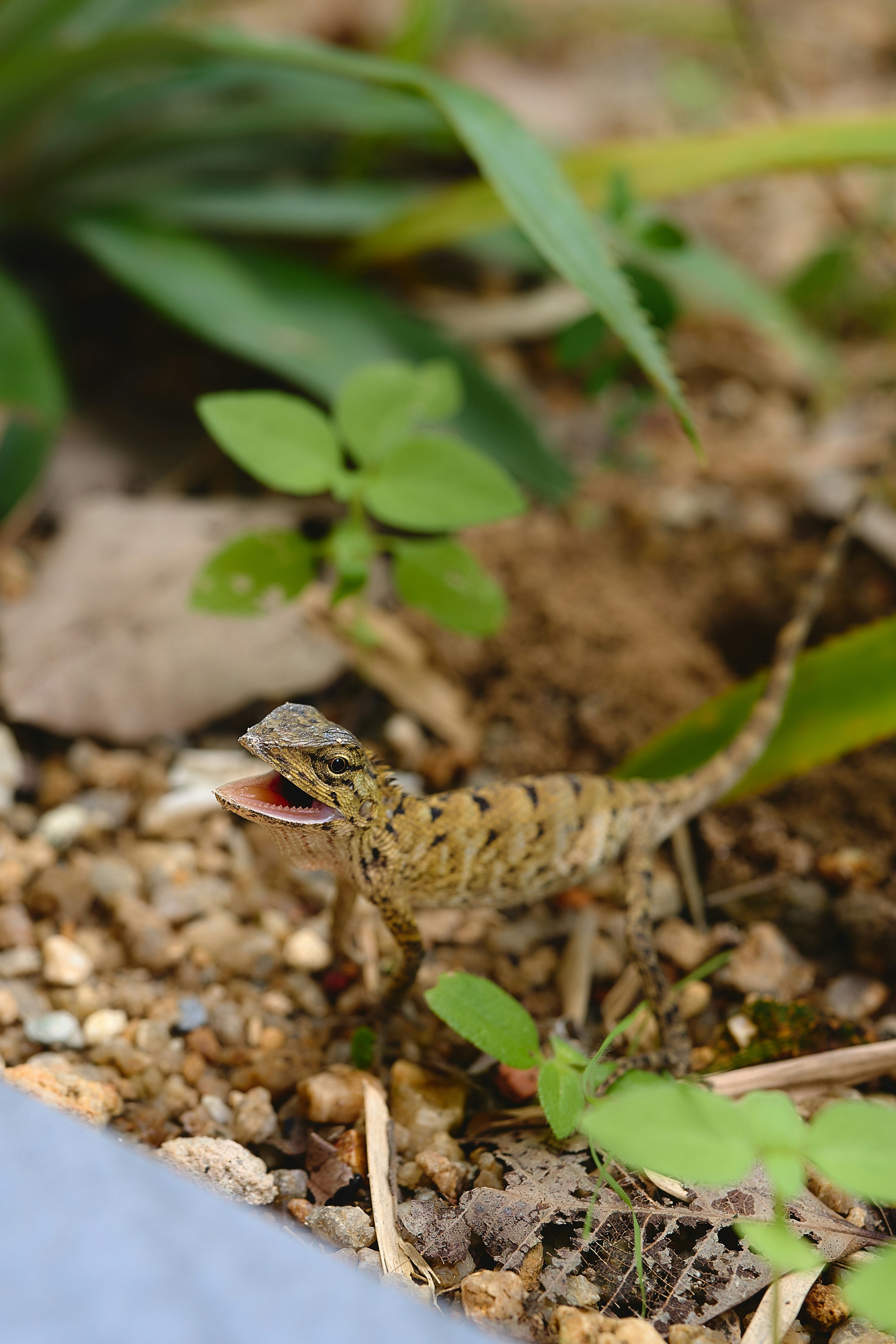 A Moment of Intrigue in the Underbrush