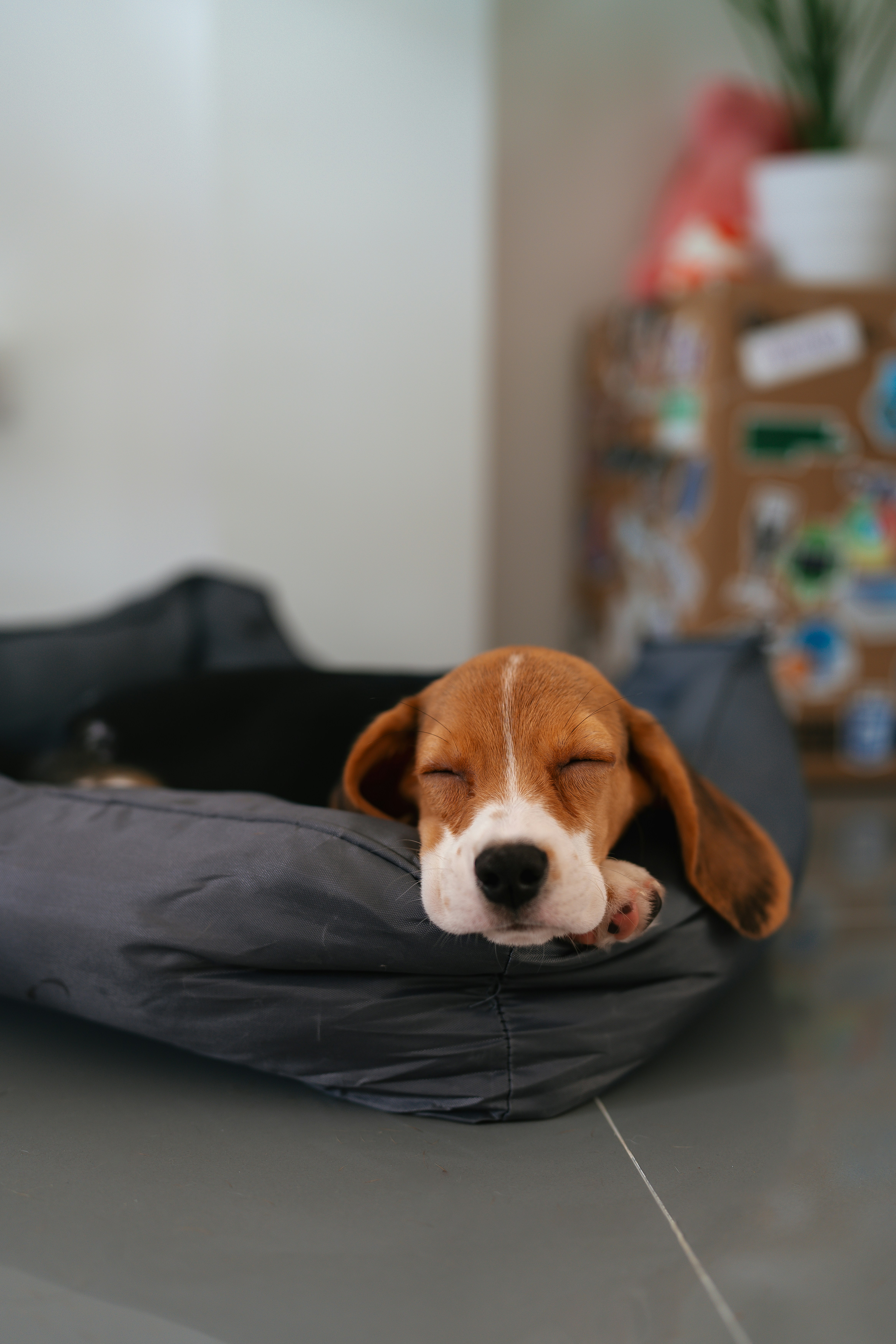Serene Slumber: A Beagle's Dreamy Retreat