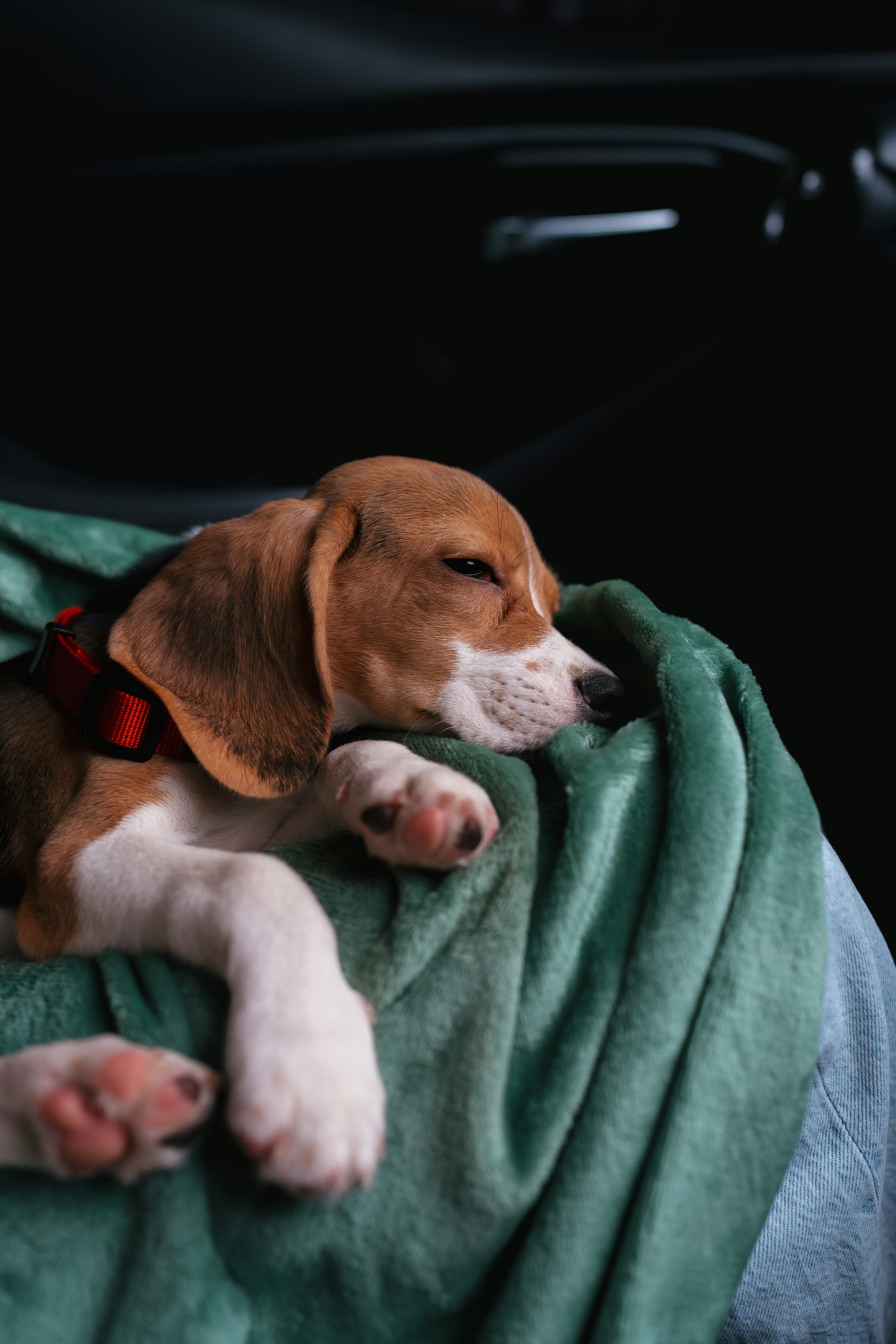 Serene Moments: A Beagle's Nap in the Car