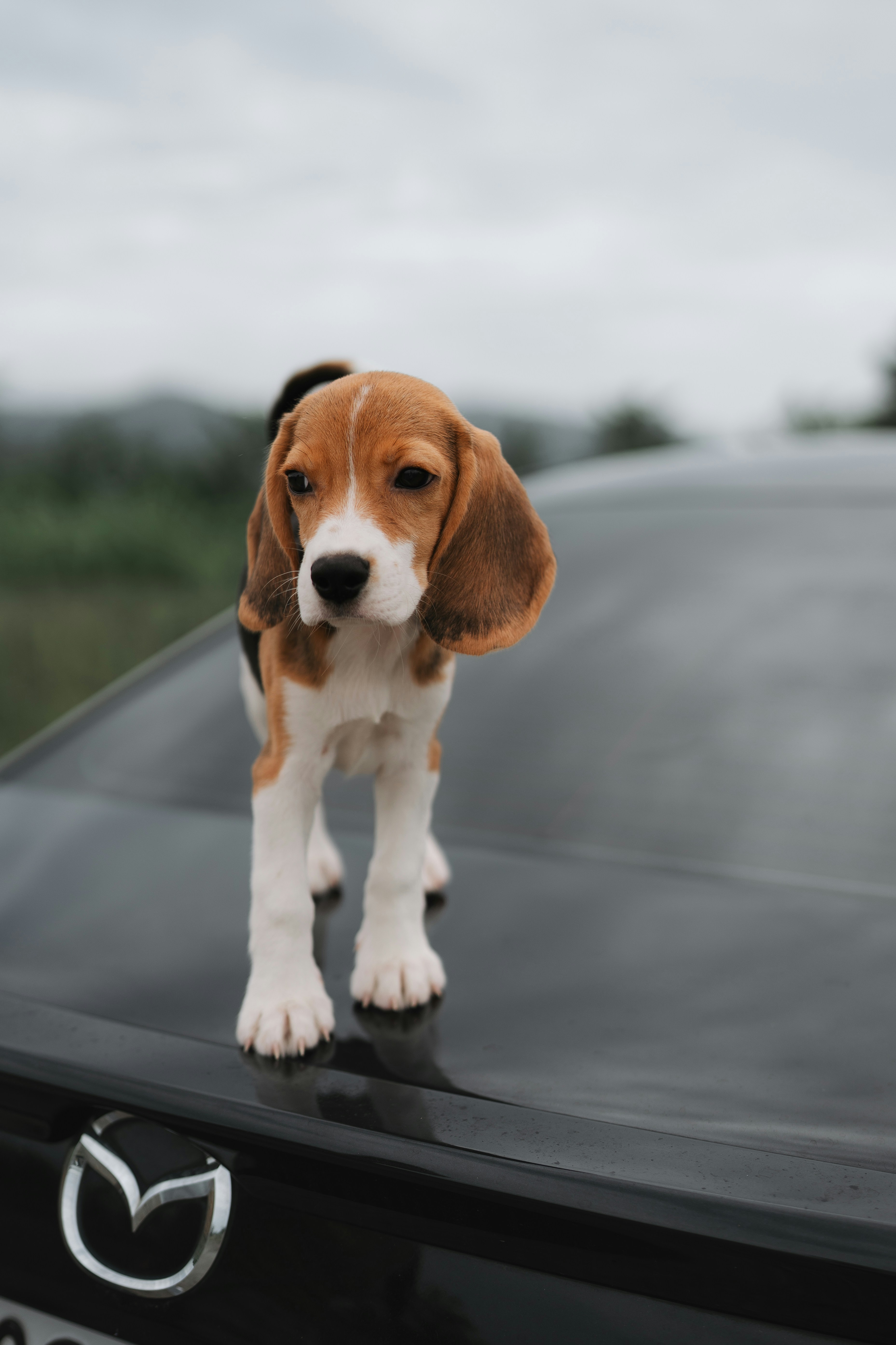 A curious beagle puppy stands confidently on the trunk of a black Mazda, surrounded by overcast skies and lush greenery. The puppy’s reflection on the glossy car surface adds a striking visual symmetry. This outdoor shoot captures the spirit of adventure, travel, and the unique bond between pets and the road.
