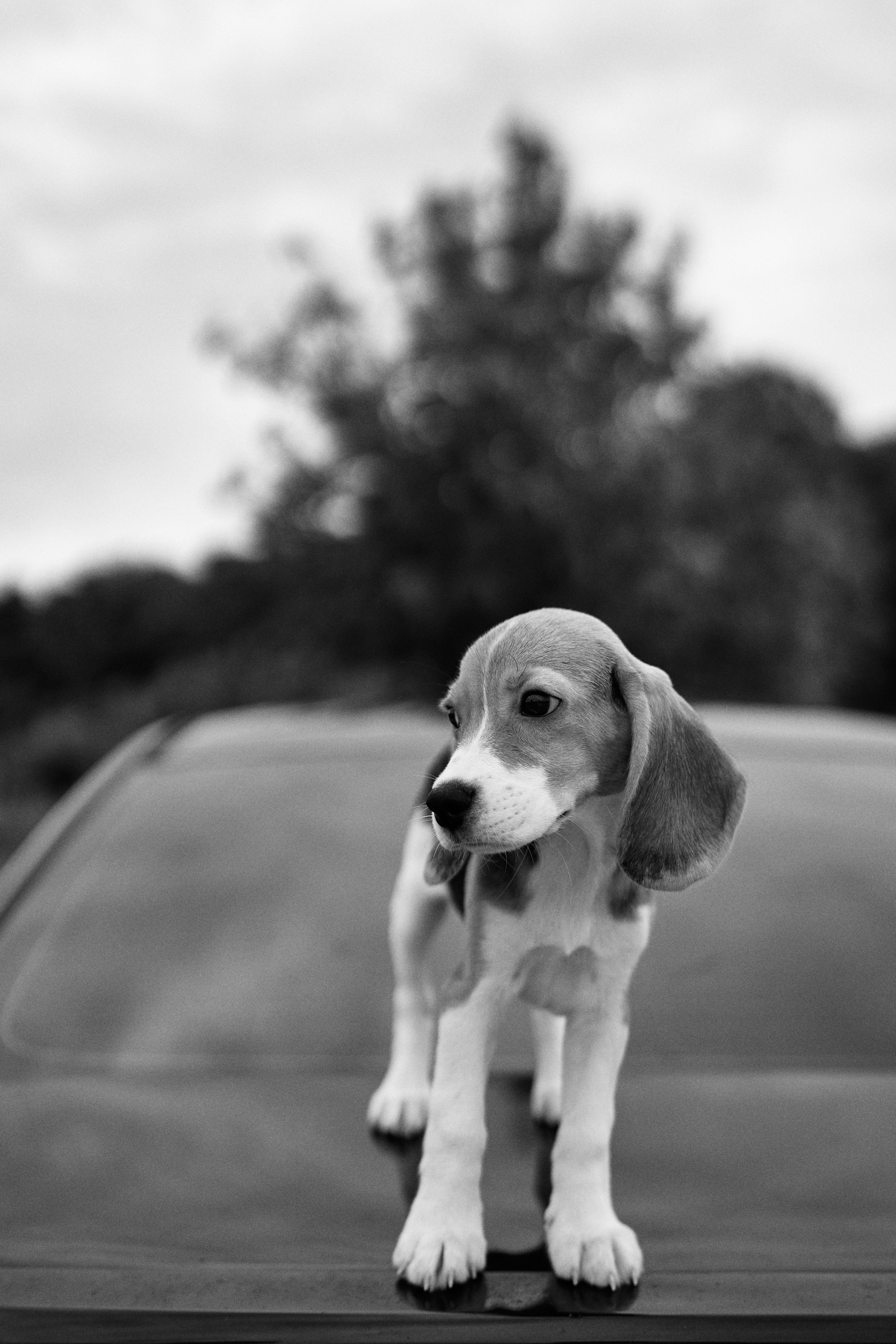 A young beagle puppy stands on the hood of a car, gazing thoughtfully into the distance, with blurred greenery in the background.