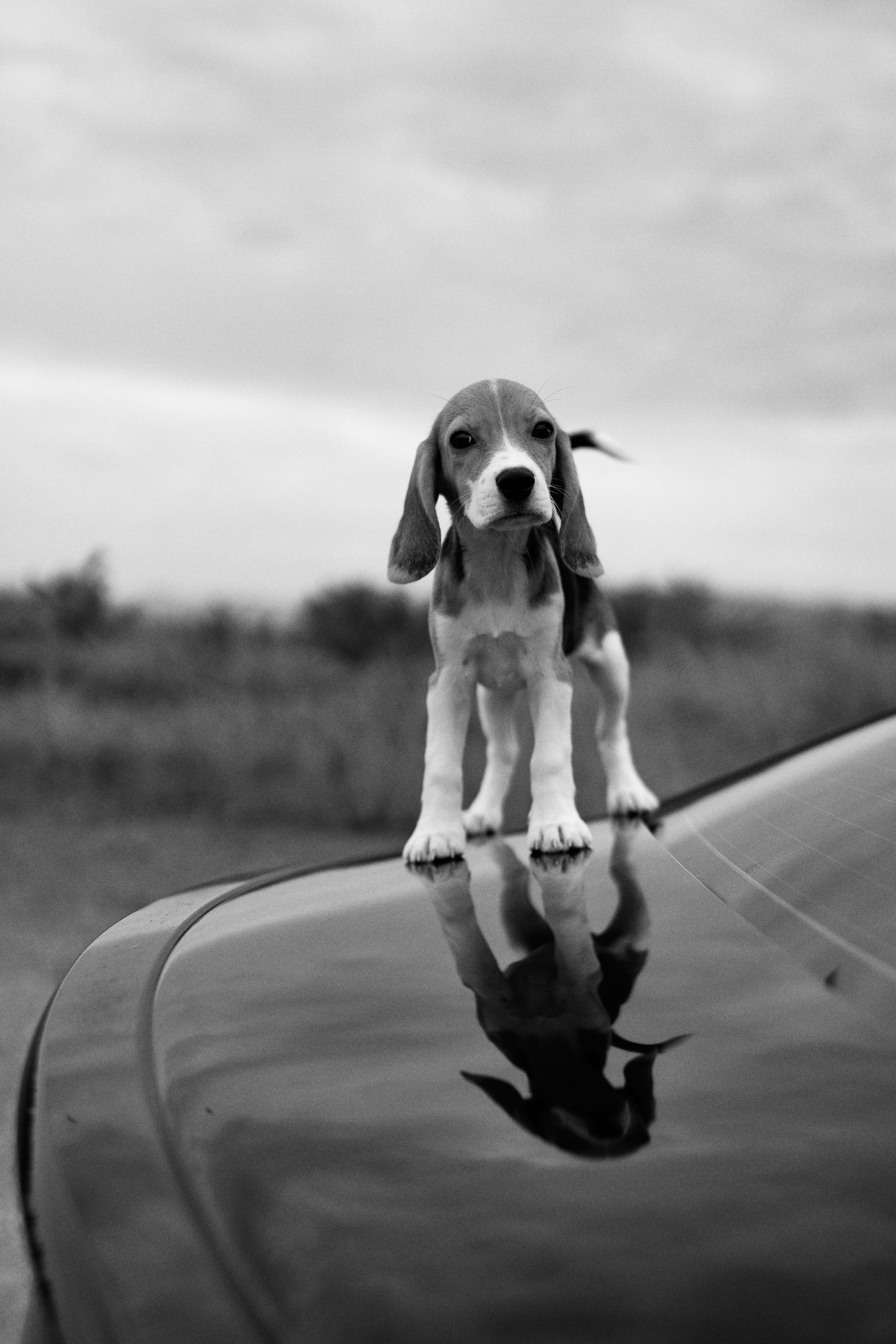 A beagle puppy stands confidently on the roof of a car, its reflection visible on the glossy surface. The background features a blurred landscape, adding depth to the scene.