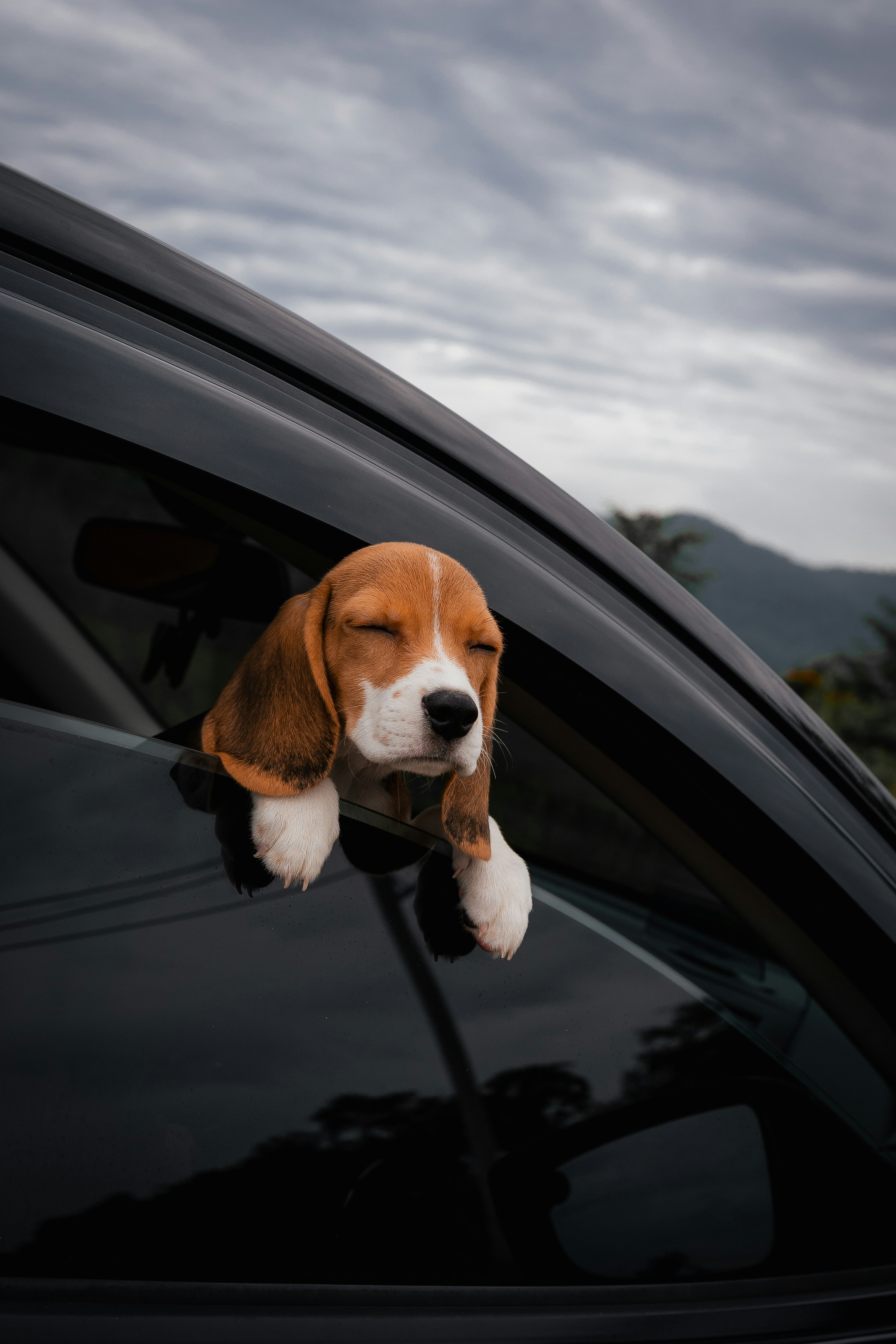 A playful beagle puppy enjoying the breeze and scenery from a car window. With curious expressions, sleepy eyes, and contagious yawns, this series captures the candid emotions of a young traveler. The moody sky and glossy black car surface create a cinematic road trip aesthetic, while the puppy's charm makes every frame feel like a moment from a movie. Sony A7C II + FE 35mm F1.4 GM | A beagle puppy enjoys a car ride.