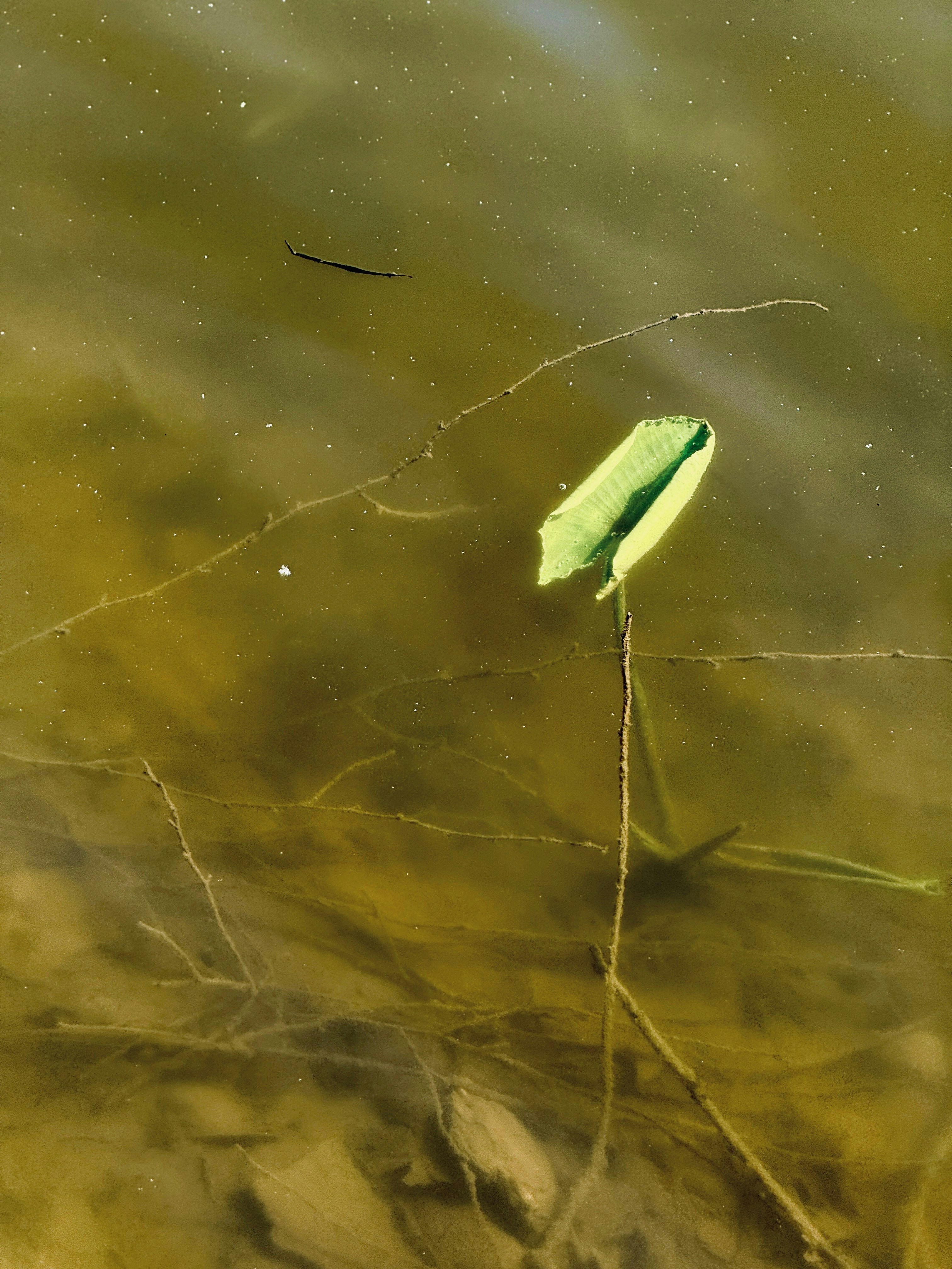 Emerging Green: Nature's Subtle Resilience