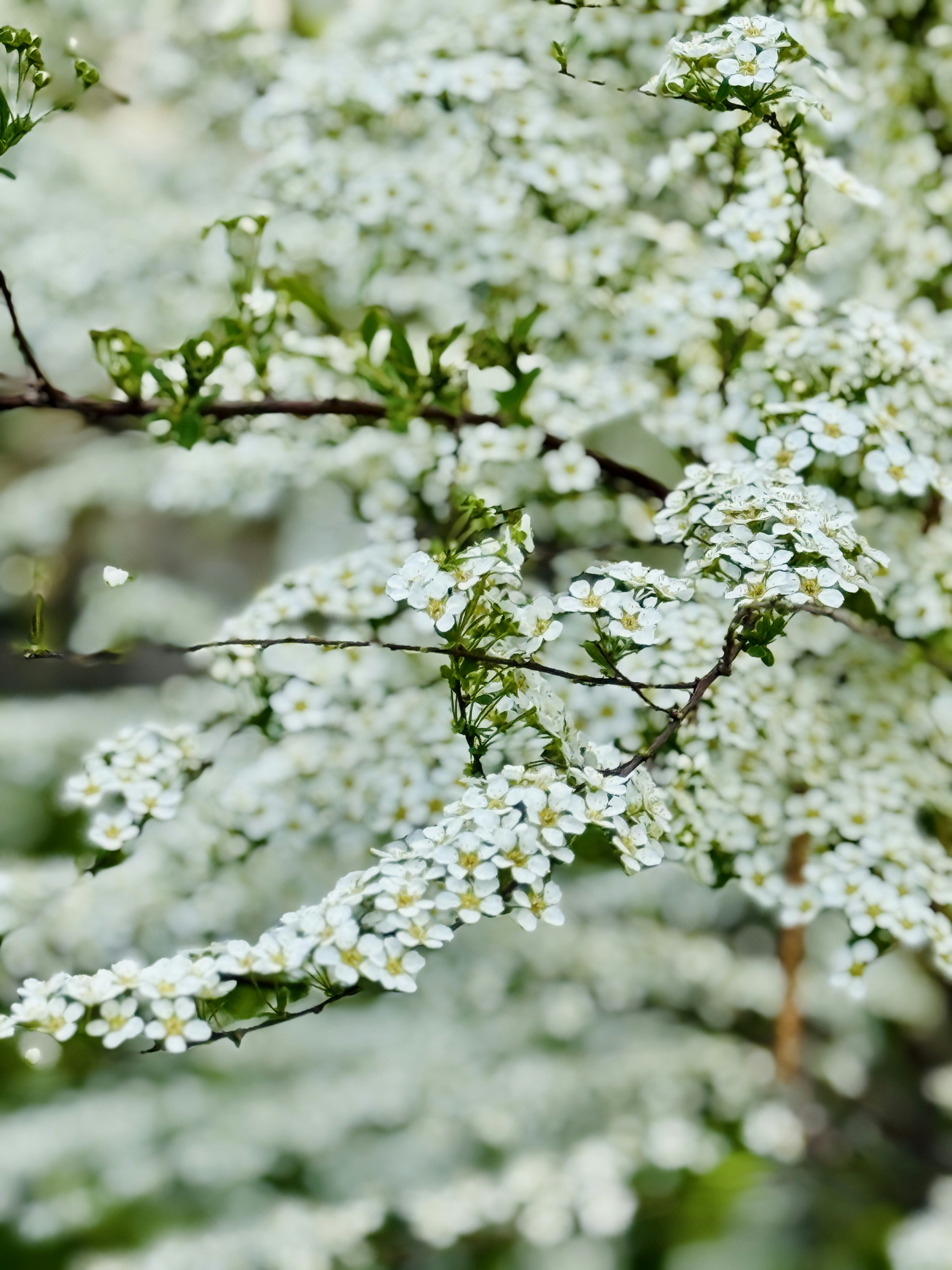 Delicate white blossoms interspersed with vibrant green leaves, creating a lush tapestry of spring flora.