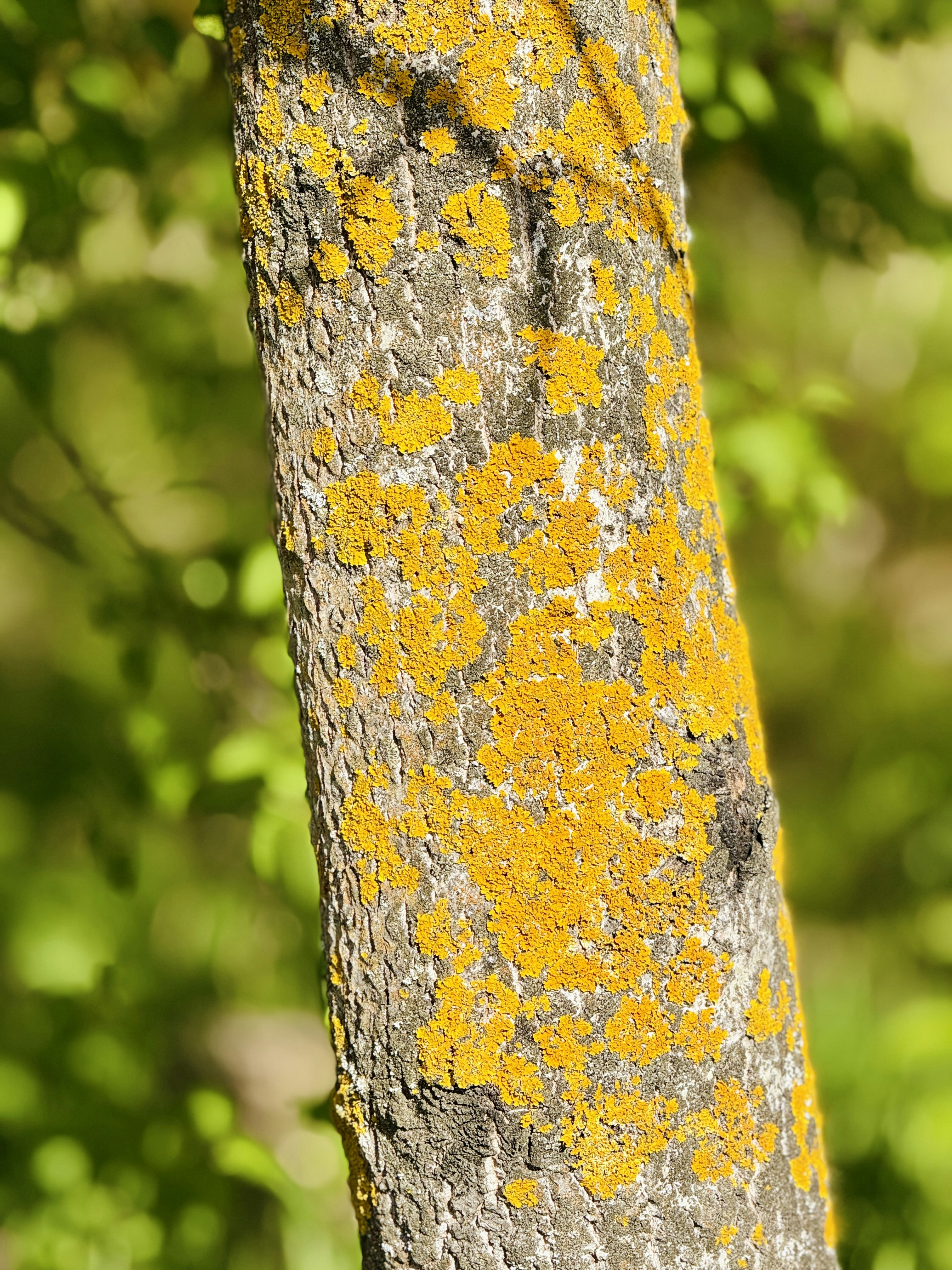 Nature's Palette: The Vibrant Dance of Lichen on Bark
