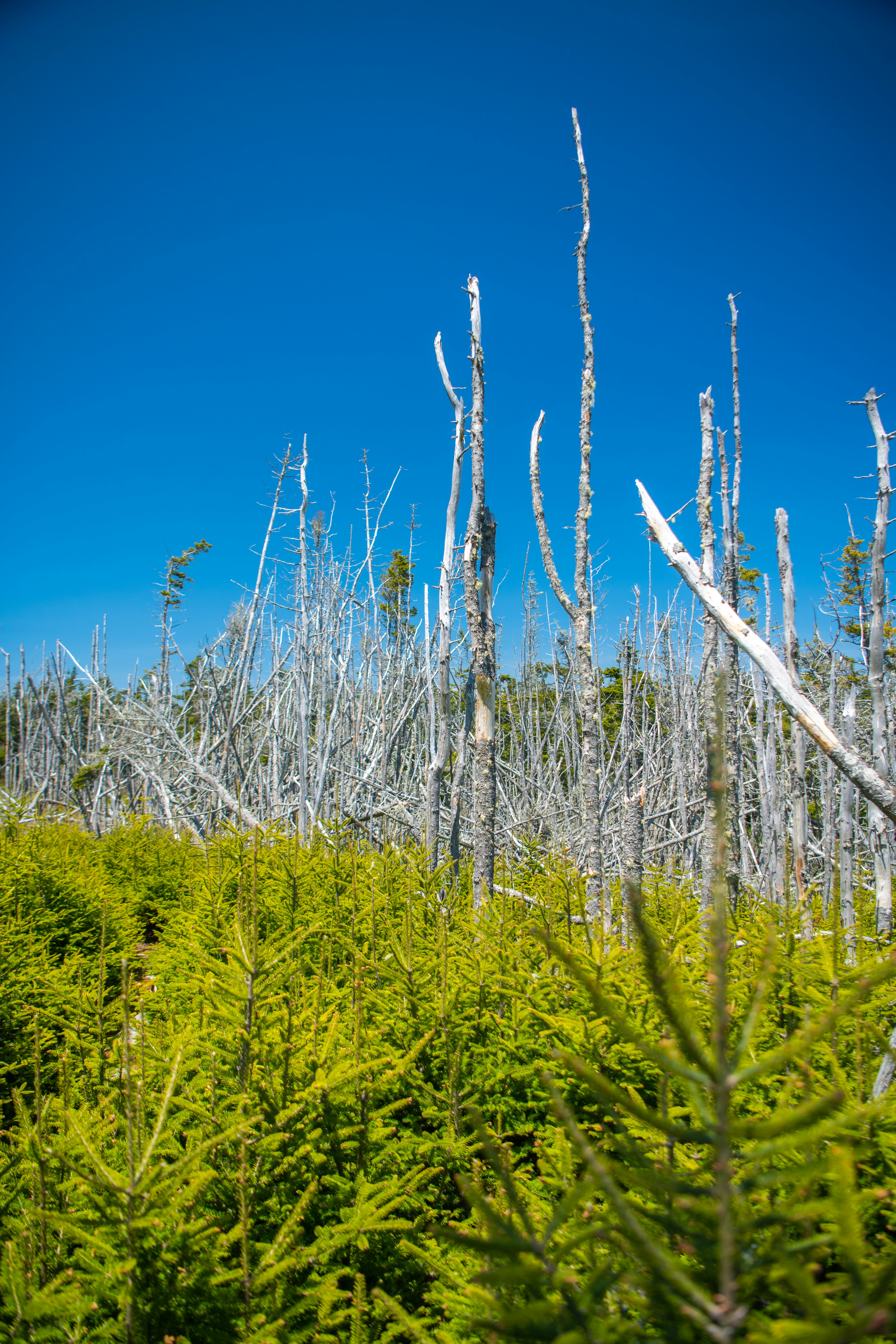 Lush green conifers rise amidst the stark remains of dead trees under a clear blue sky. The scene captures the resilience of nature in a striking juxtaposition.