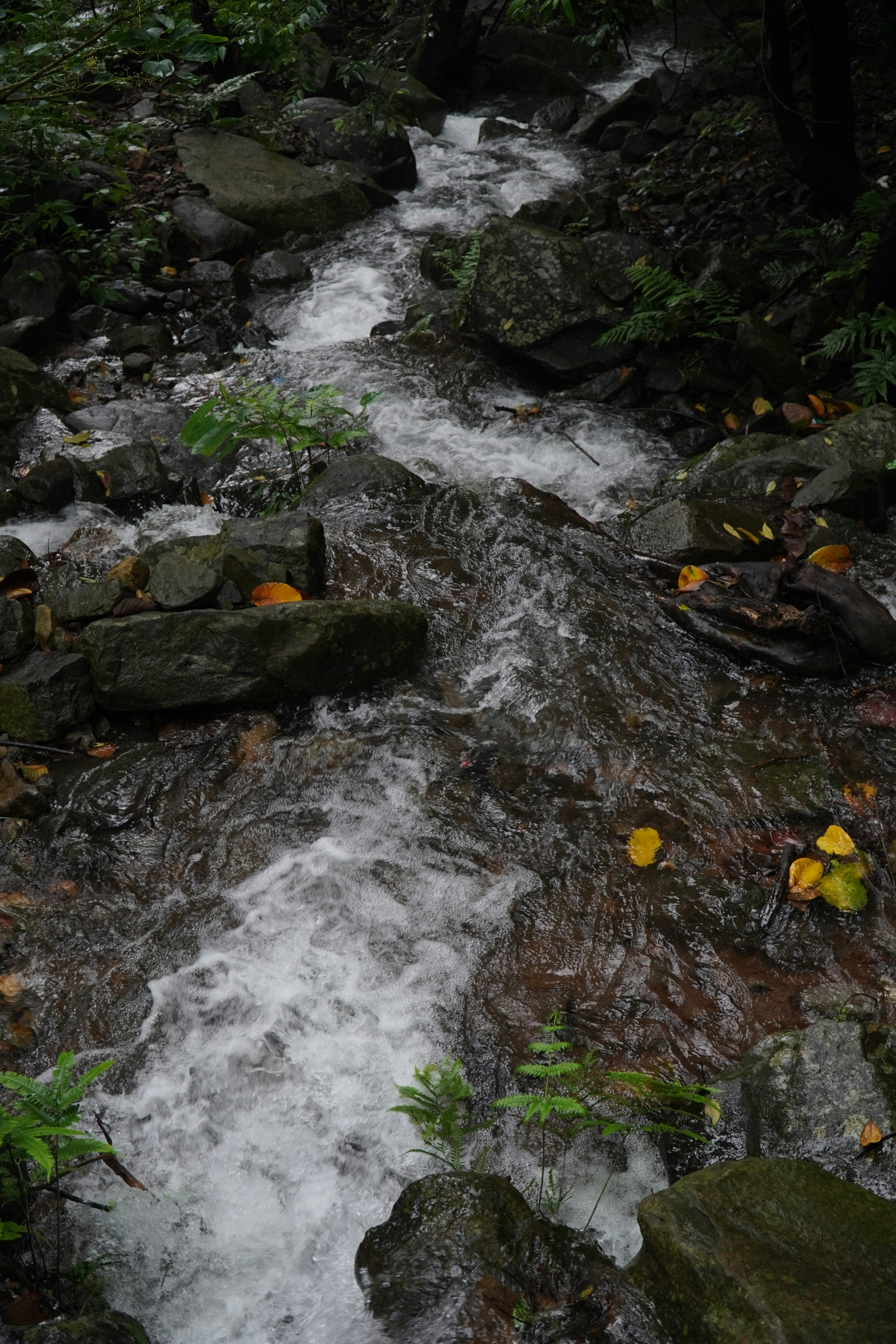 Moss-Covered Rapids Carving a Narrow Forest Channel