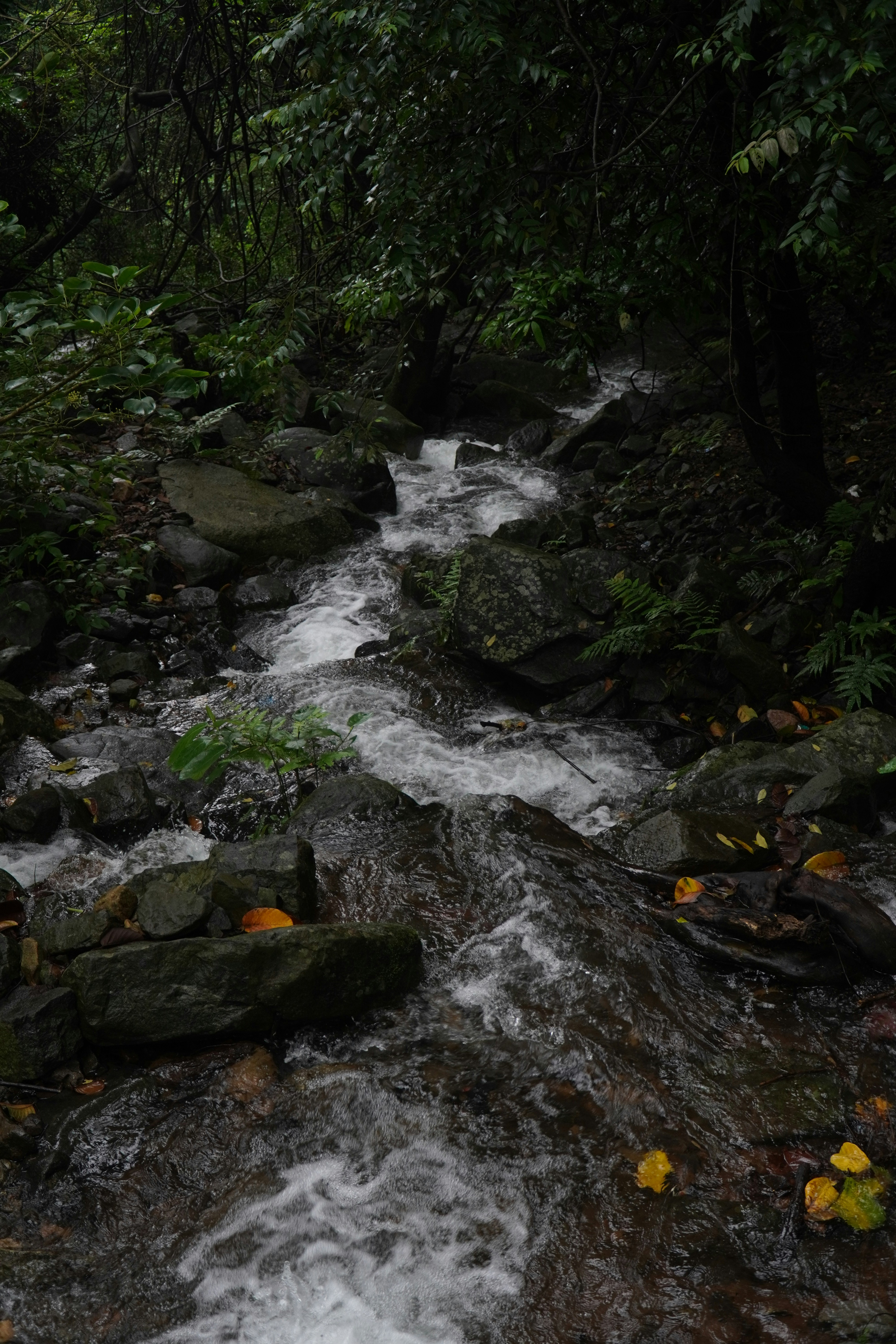 Water fall between rock. | A stream flows through a dark, lush forest.