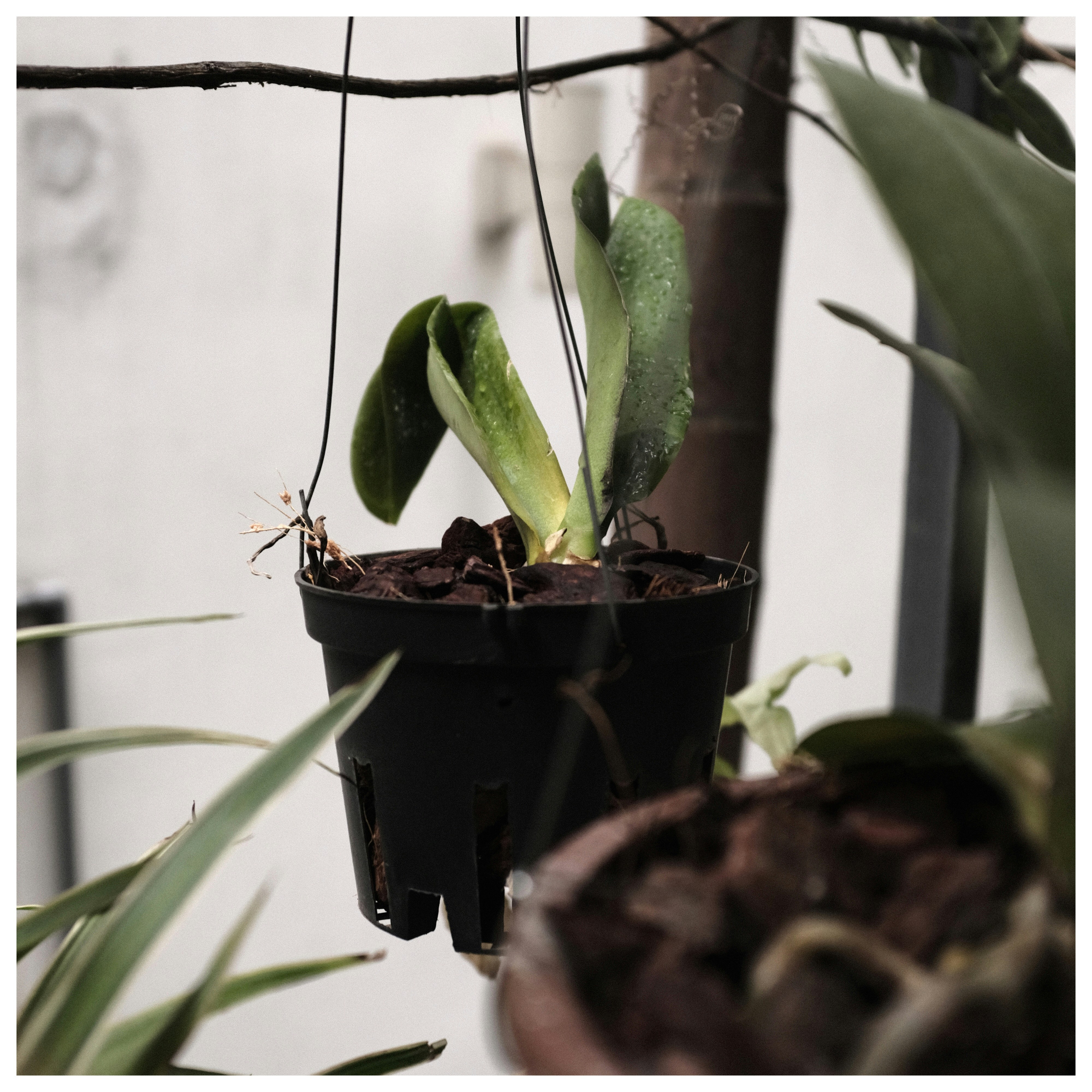 Suspended Growth: A Study in Green