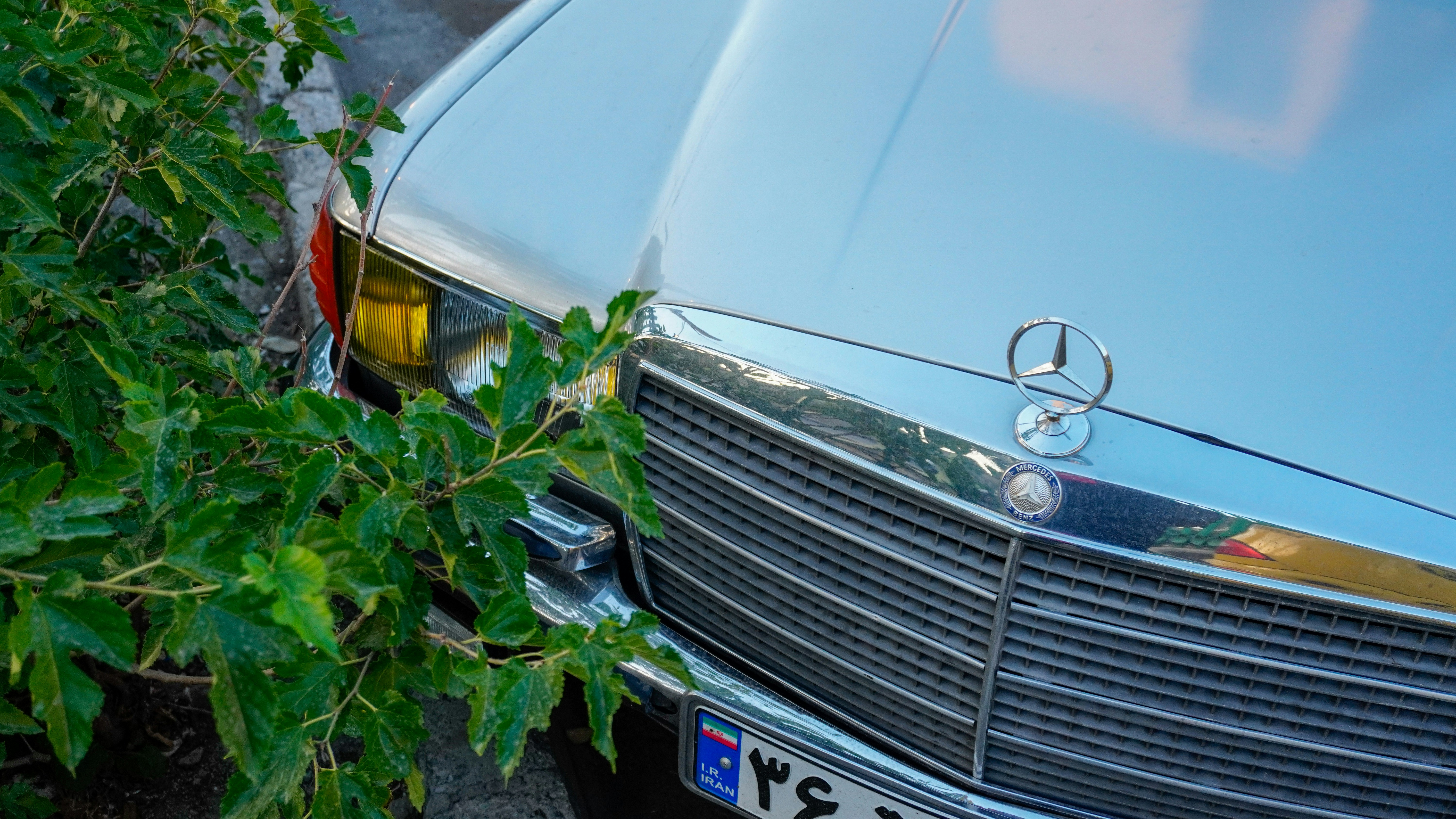 Elegance in Obscurity: A Classic Mercedes Graced by Nature