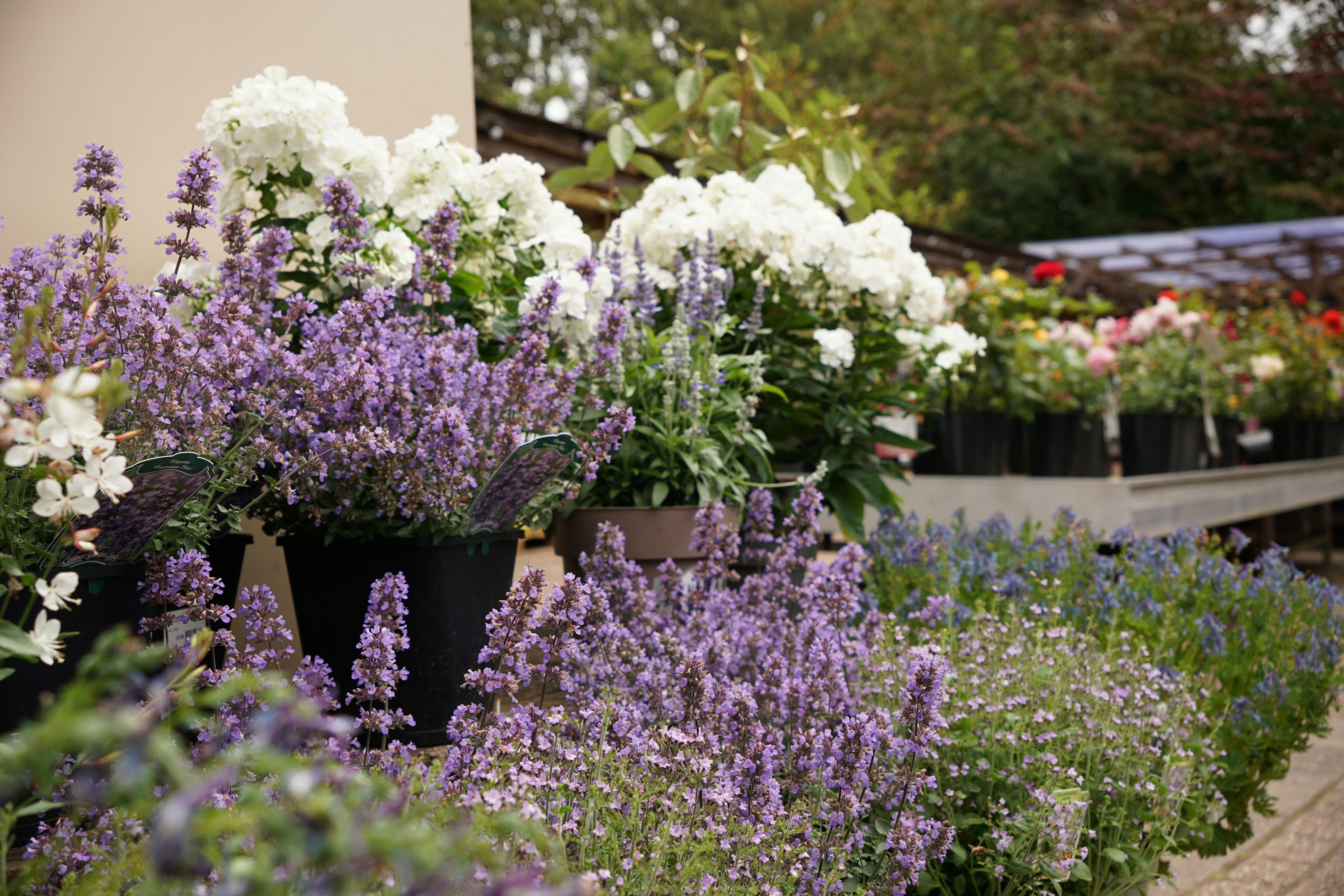 A Symphony of Blooms: The Floral Showcase