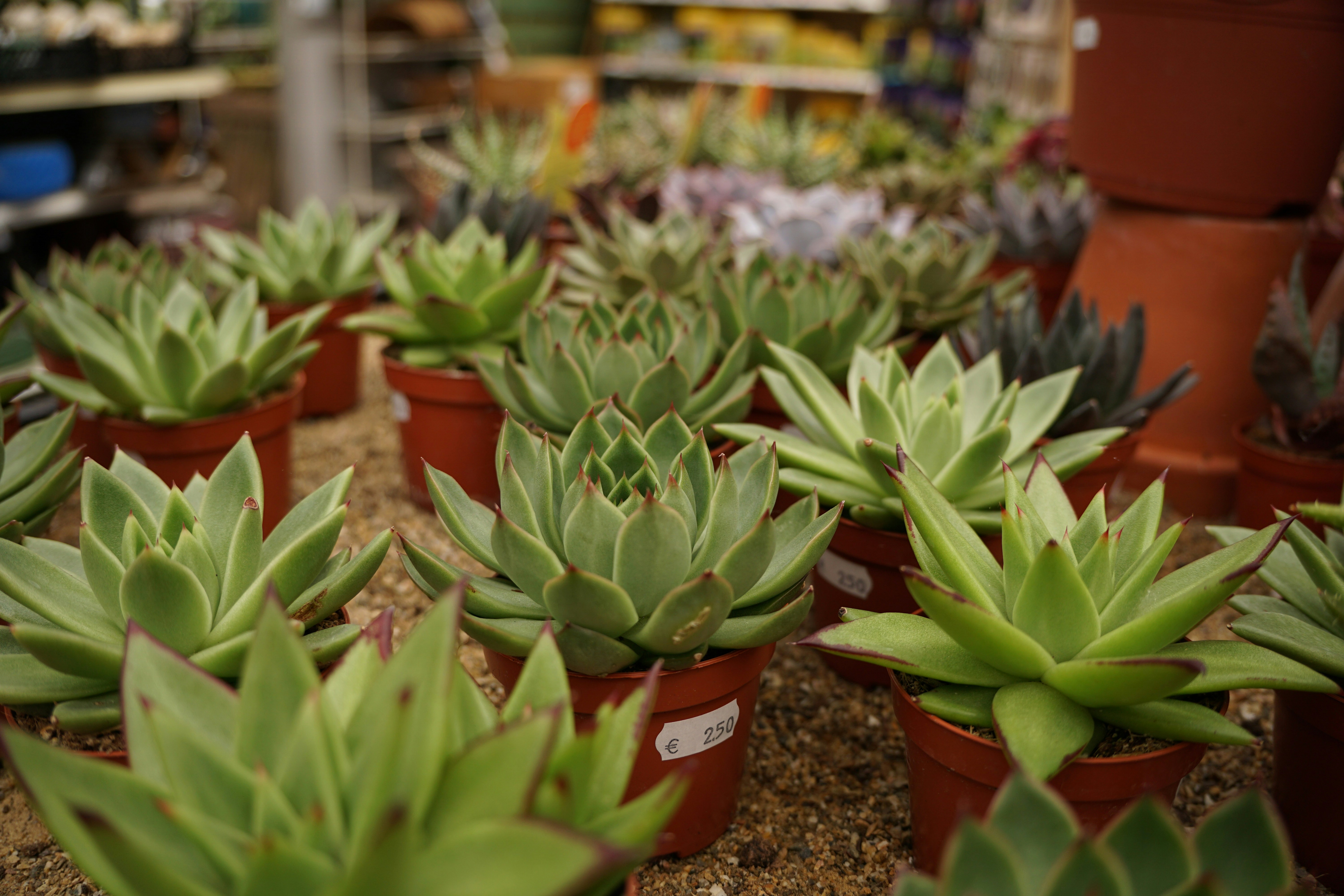 Succulent Symphony: A Green Oasis