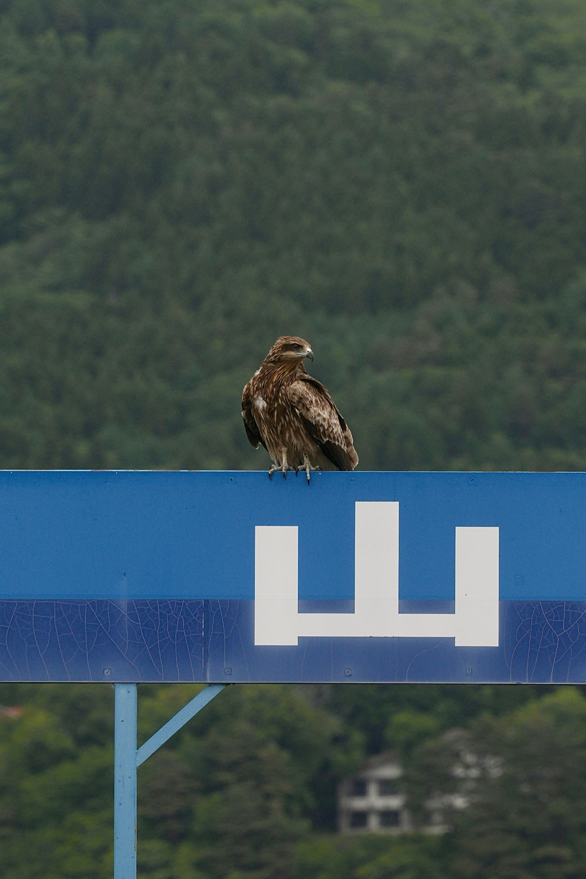 Hawk on a cobalt sign watches over a forested valley