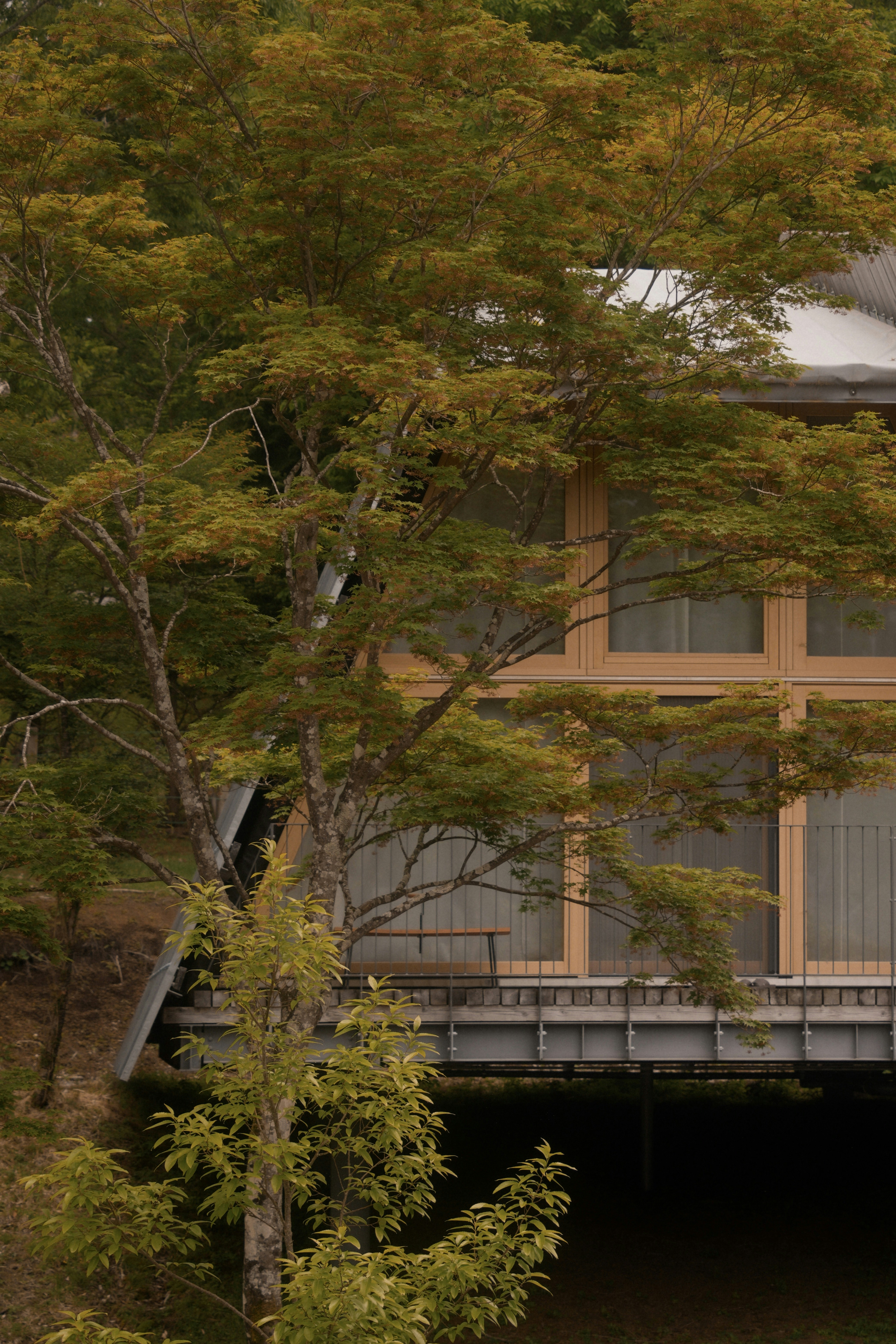 Contemporary wooden house nestled among vibrant foliage, showcasing a harmonious blend of architecture and nature.