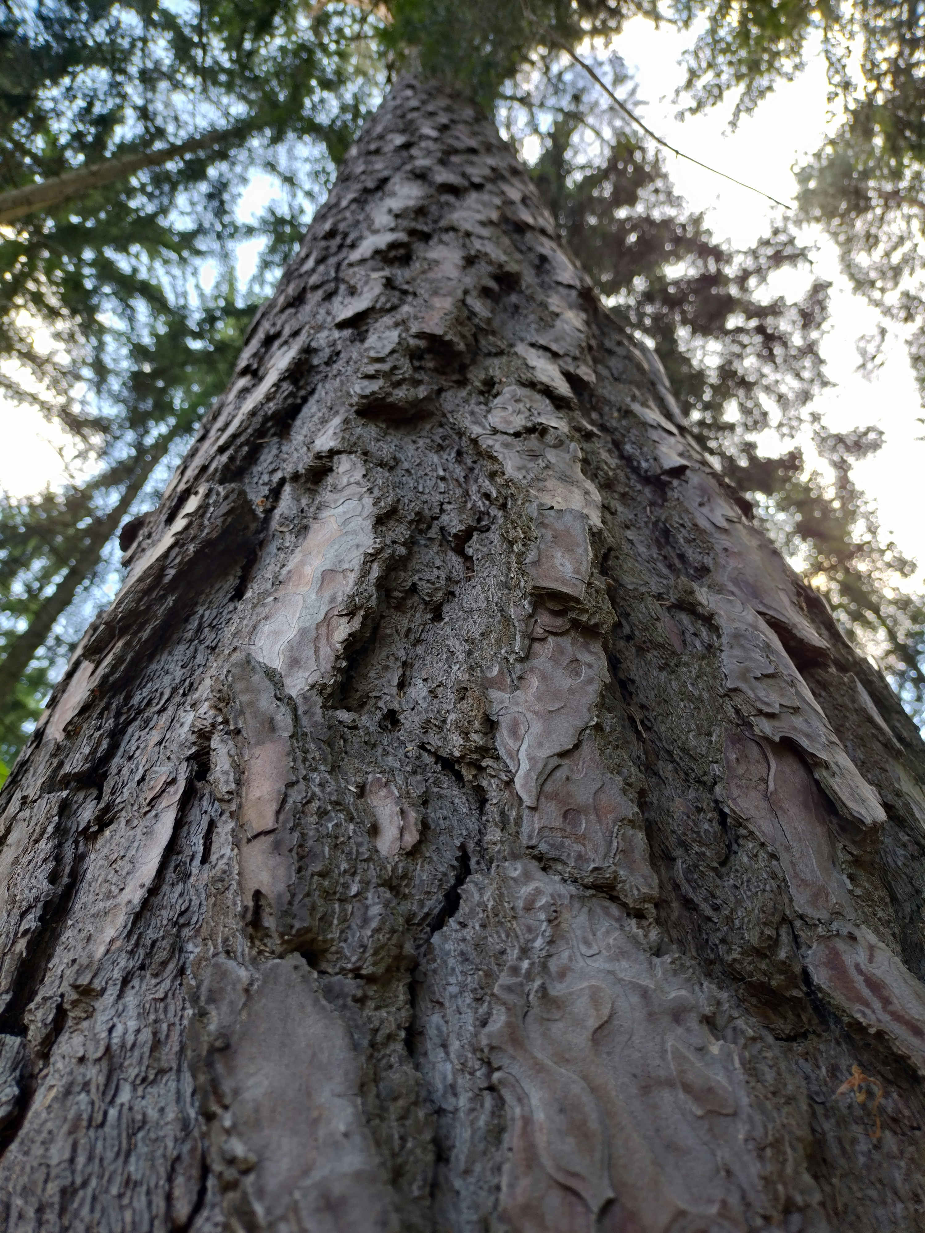 Close-up view of a towering pine tree trunk, showcasing its textured bark and the interplay of light filtering through the canopy above.