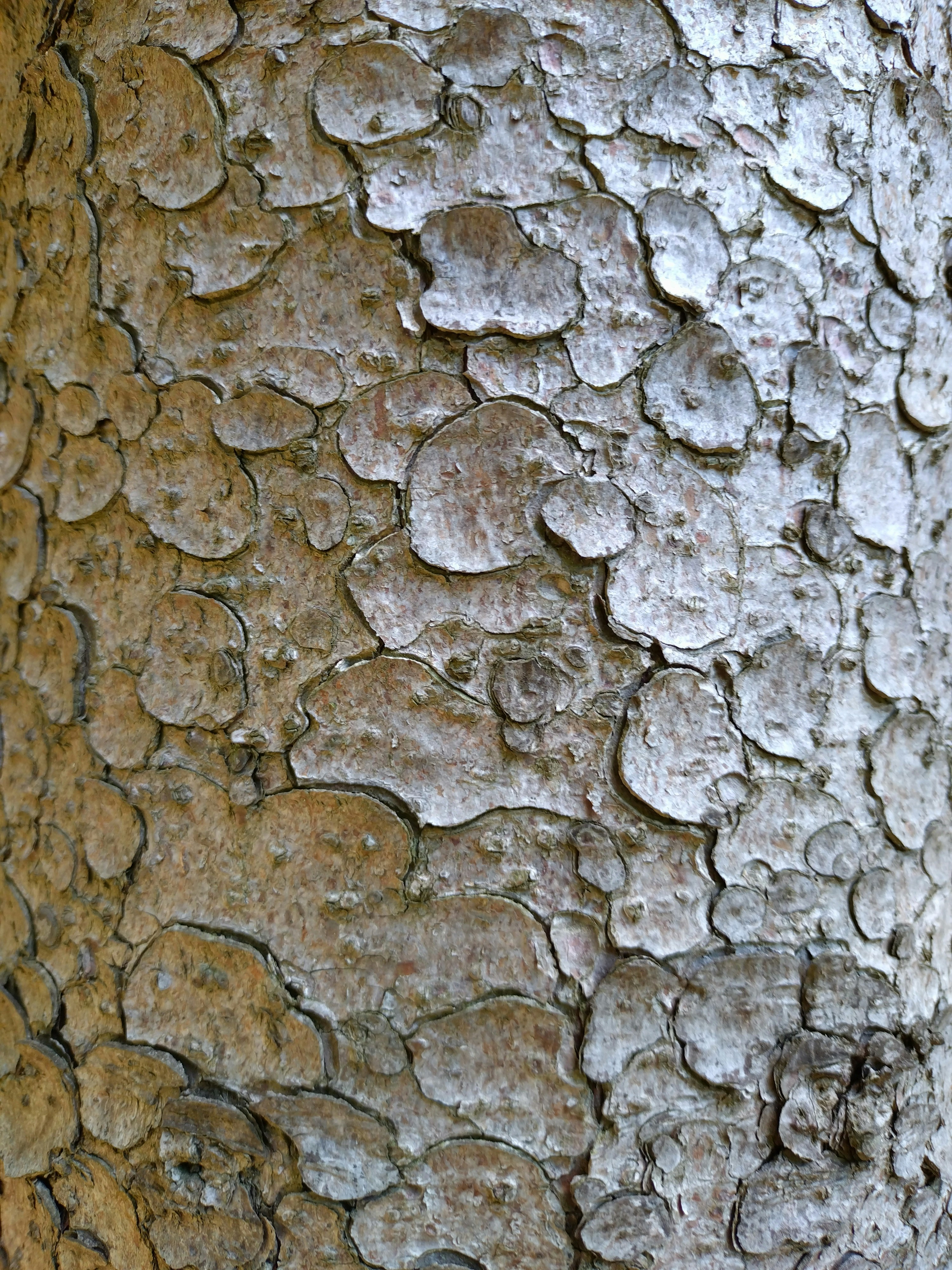 Close-up of intricate tree bark showcasing a variety of textures and colors. The unique patterns create a natural artwork.