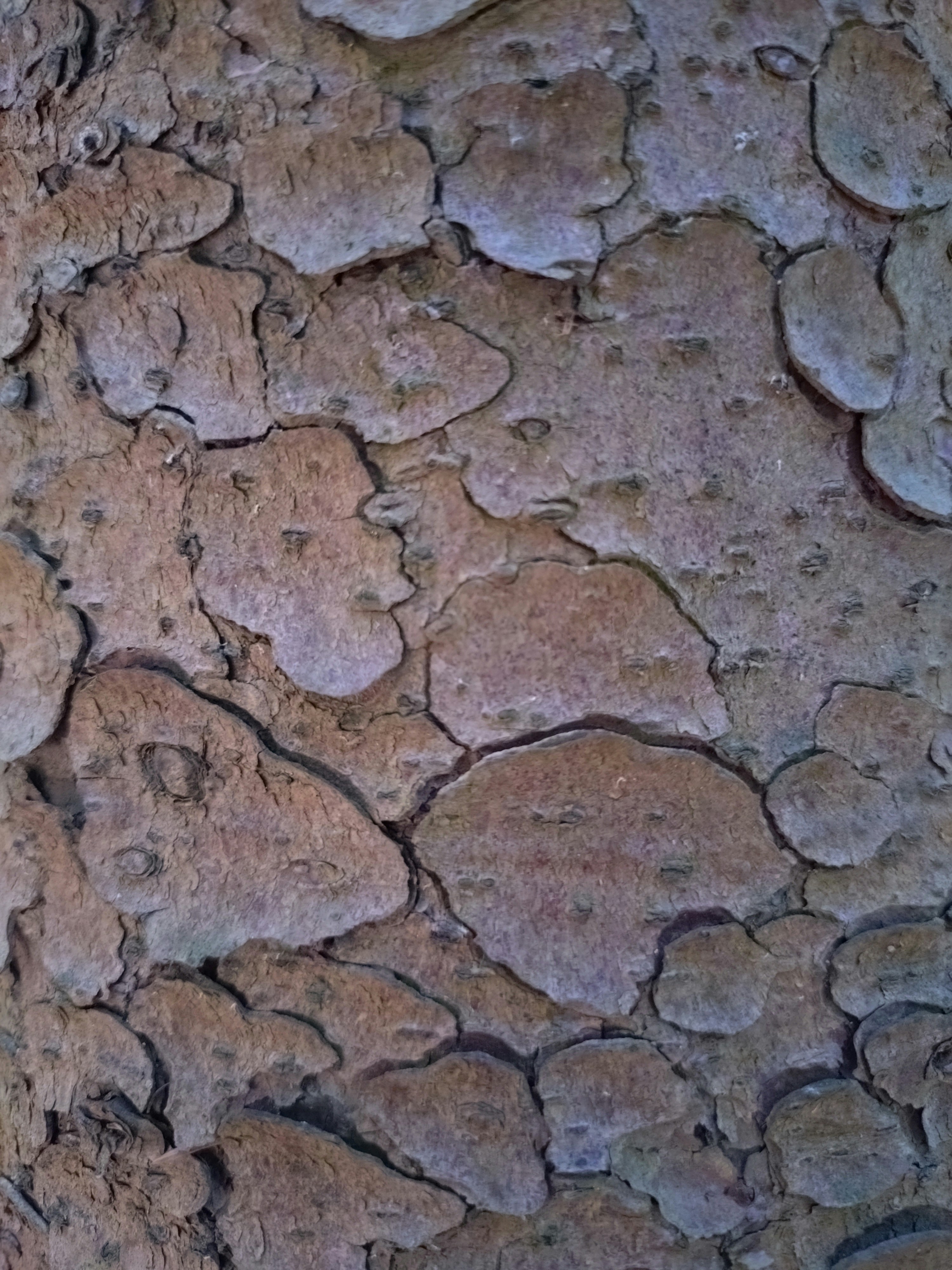 Tree bark has a rough, textured appearance.