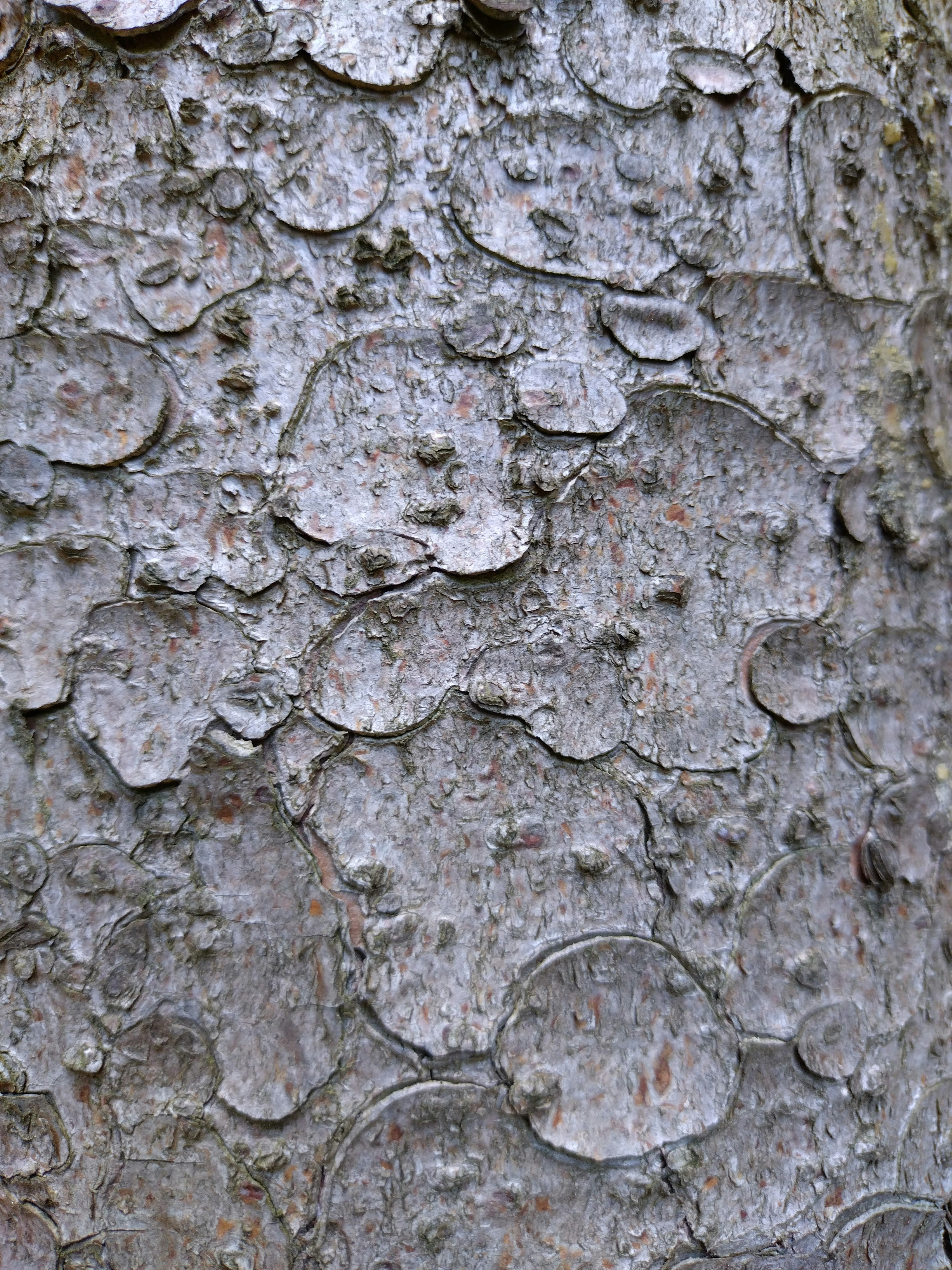 Close-up of intricate tree bark showcasing natural patterns and textures.
