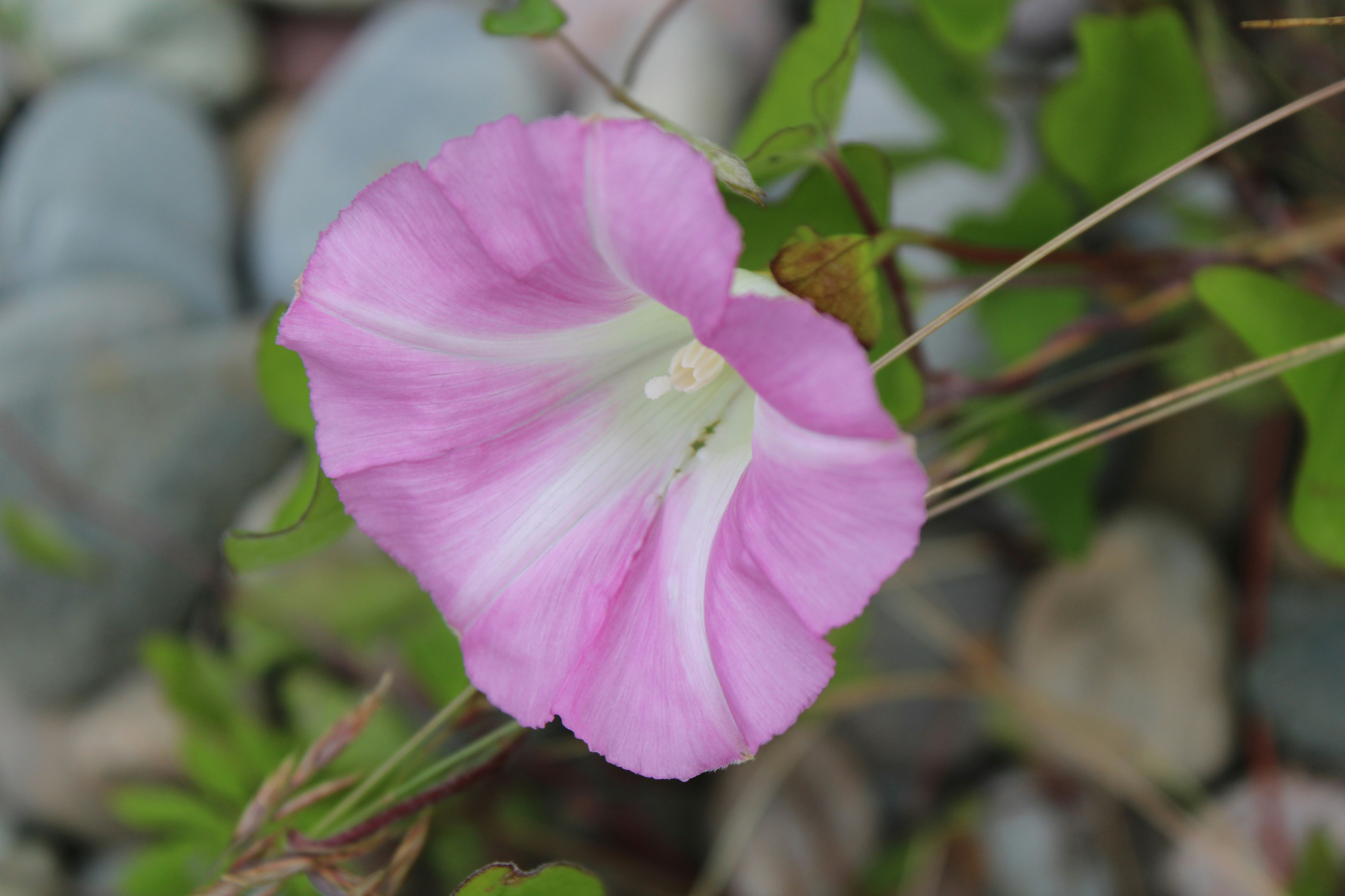 Whispers of Nature: The Delicate Bloom