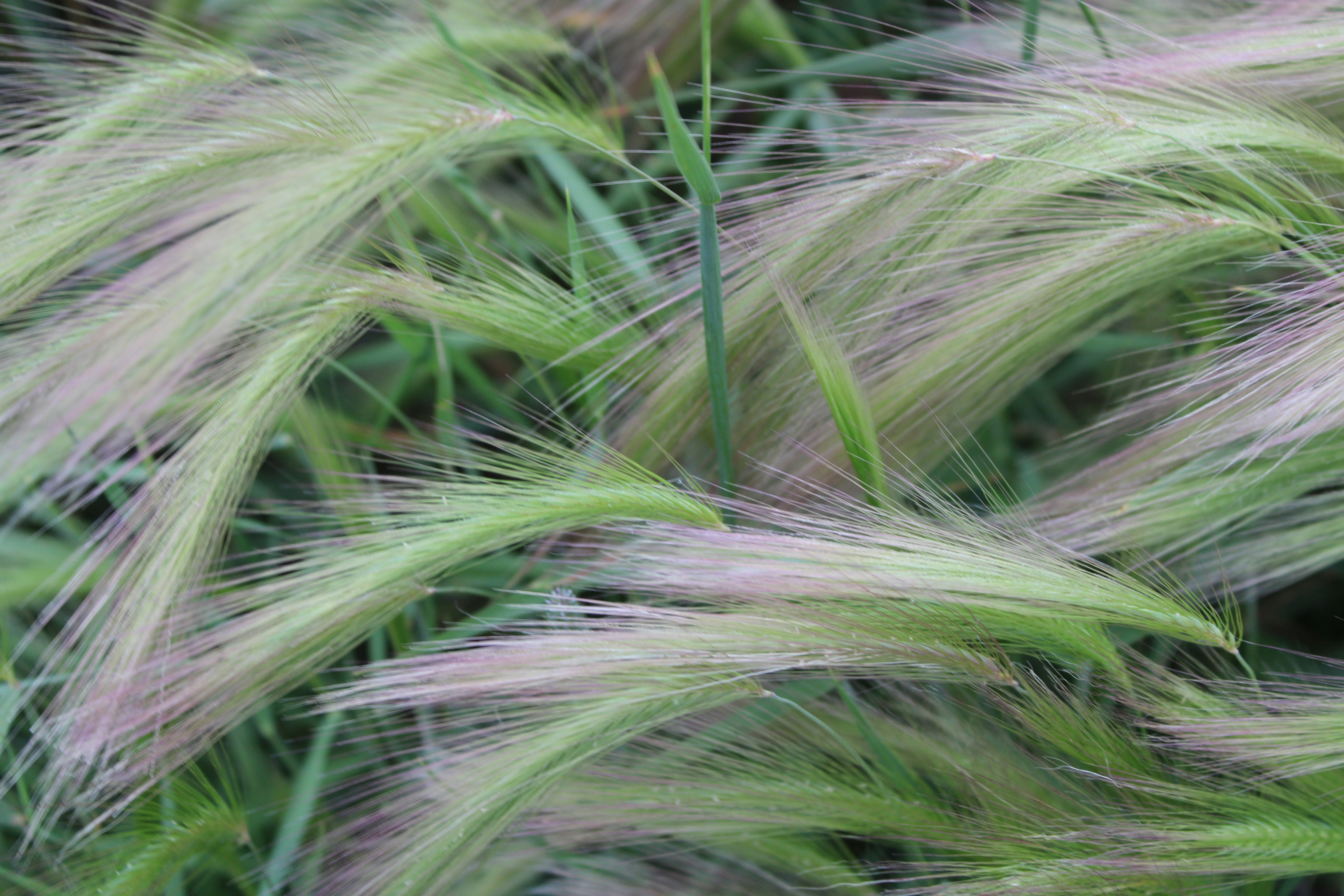 Whispers of the Meadow: A Dance of Grasses