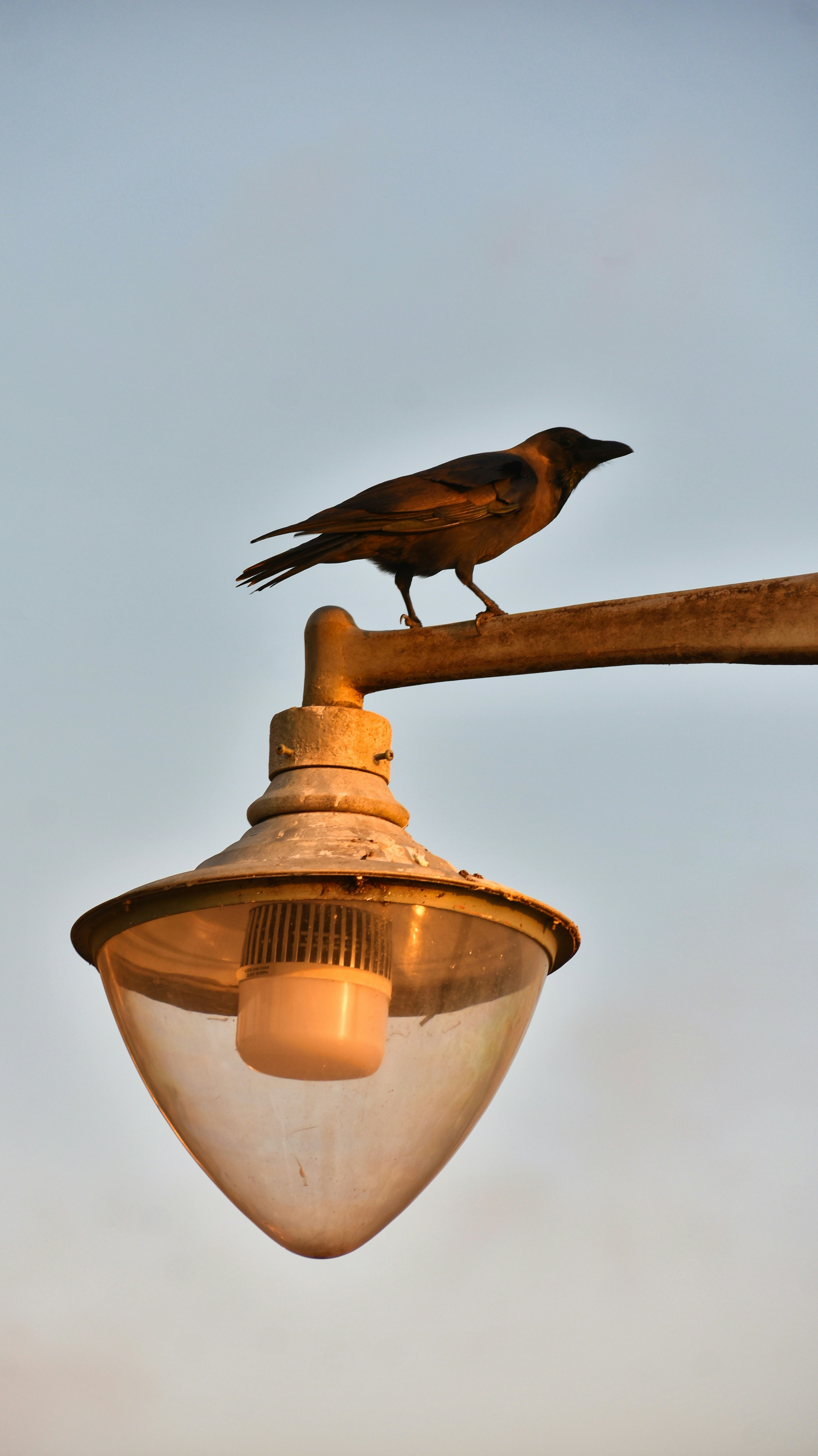 A crow stands atop a street lamp, silhouetted against a soft gradient sky at dusk.