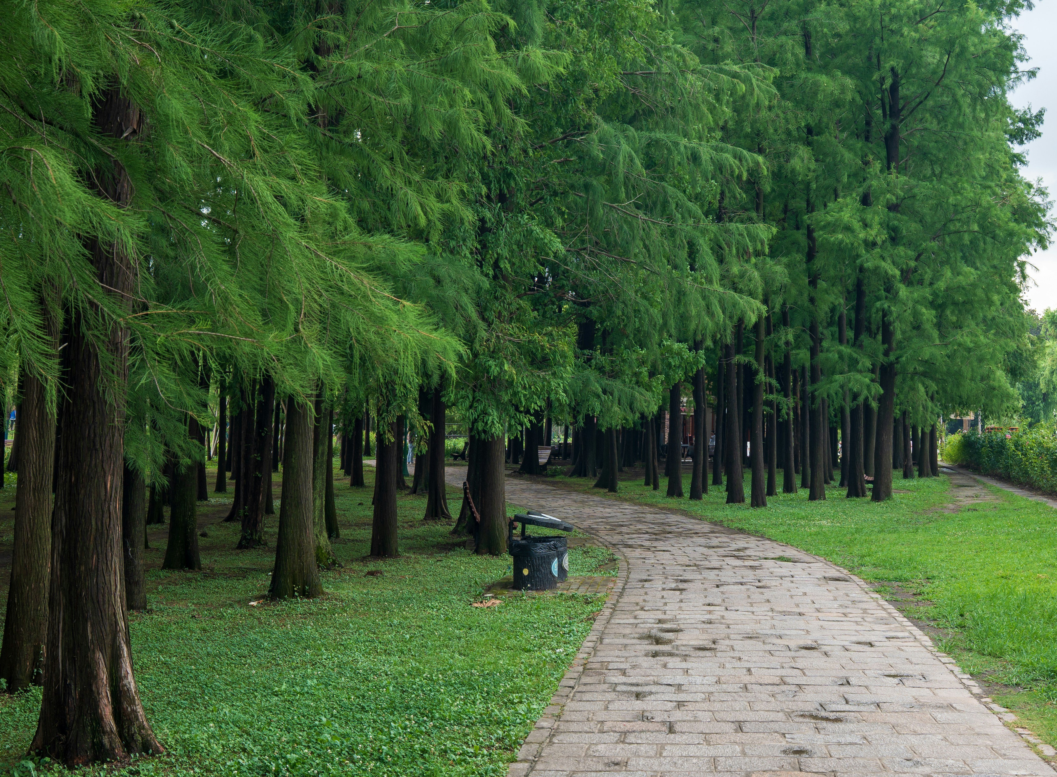 Lush green trees line a winding pathway, inviting exploration in a tranquil park setting. A trash bin sits discreetly along the path, emphasizing the harmony between nature and urban life.