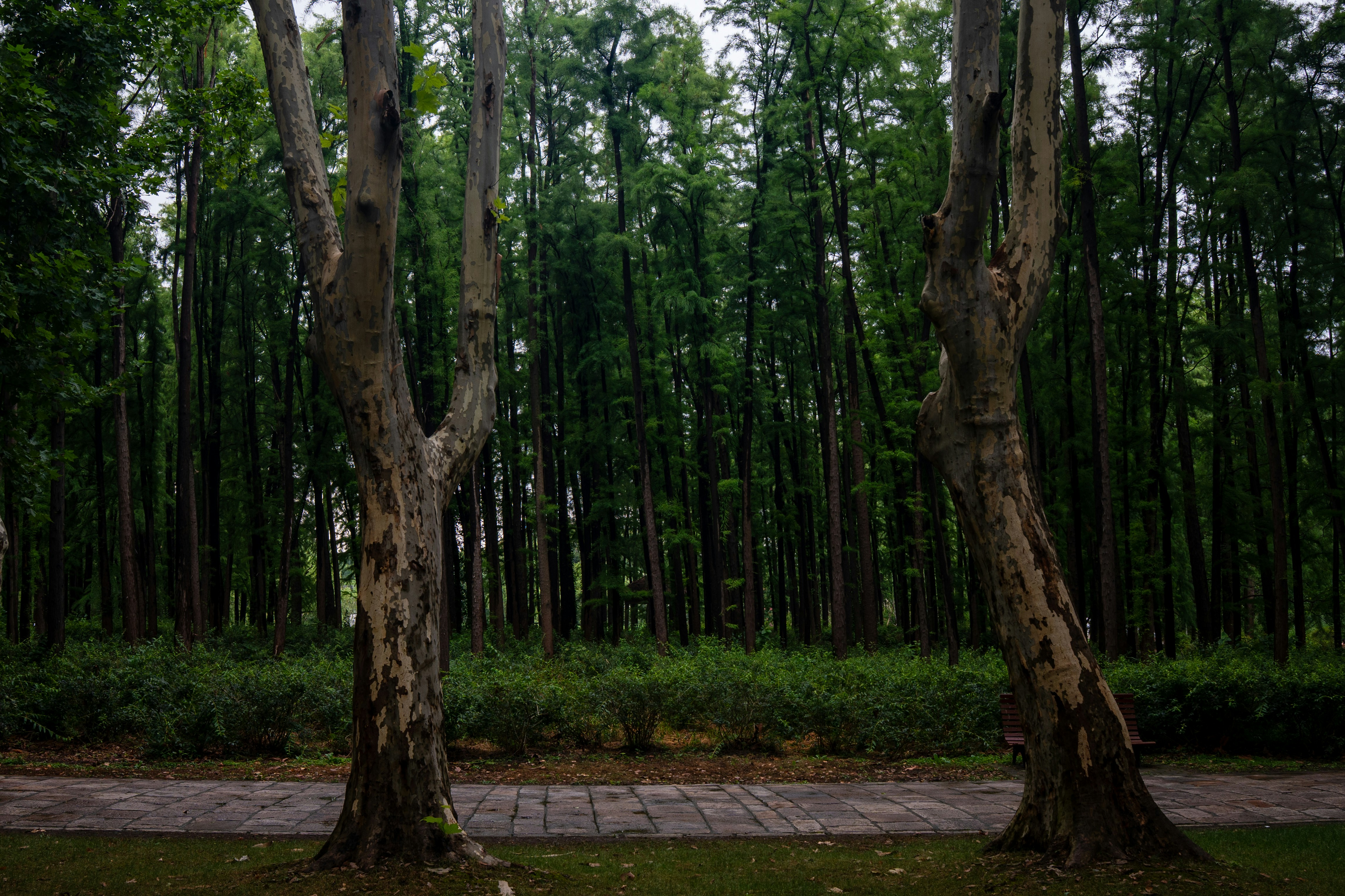 Whispers of the Forest: A Tranquil Embrace