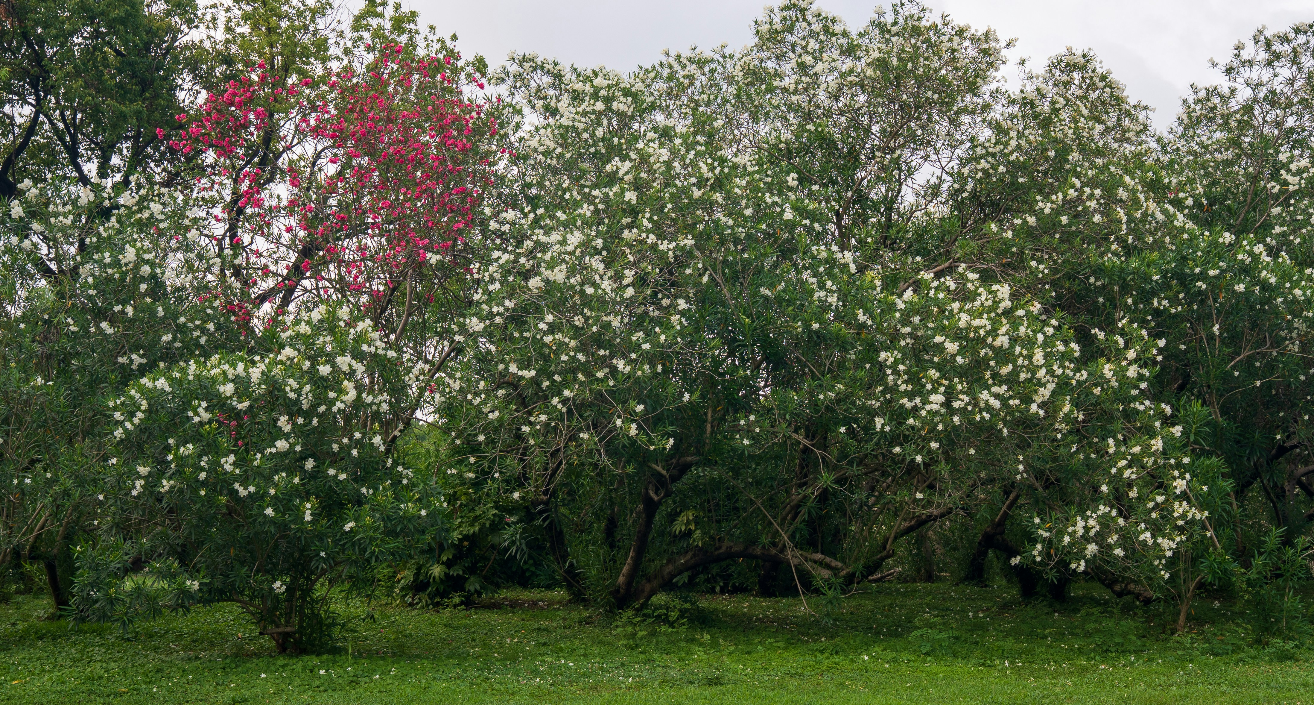 A Symphony of Blossoms: Nature's Palette