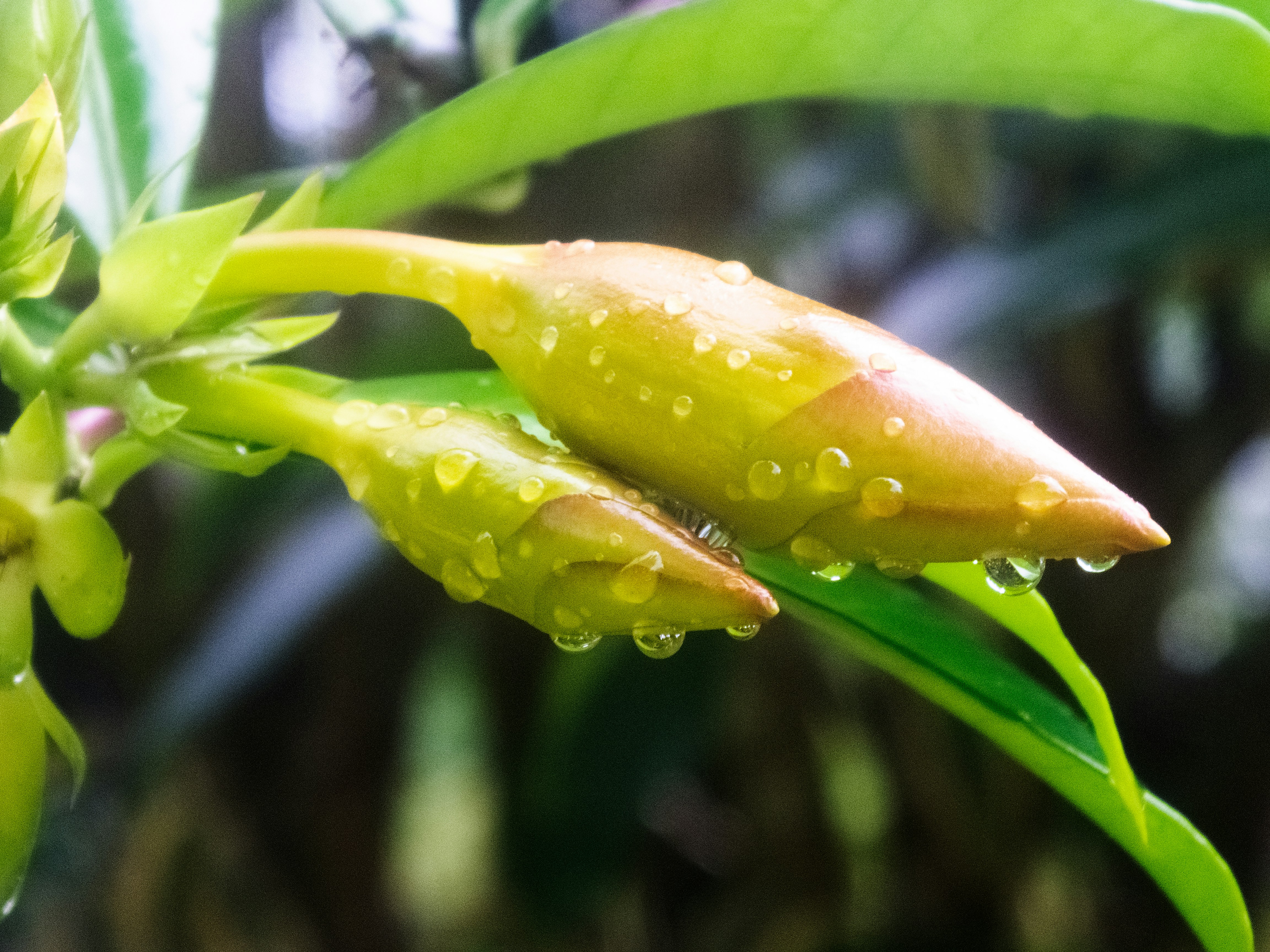 Close-up of flower buds adorned with droplets of water, highlighting the freshness of nature. The vibrant green leaves provide a lush backdrop.