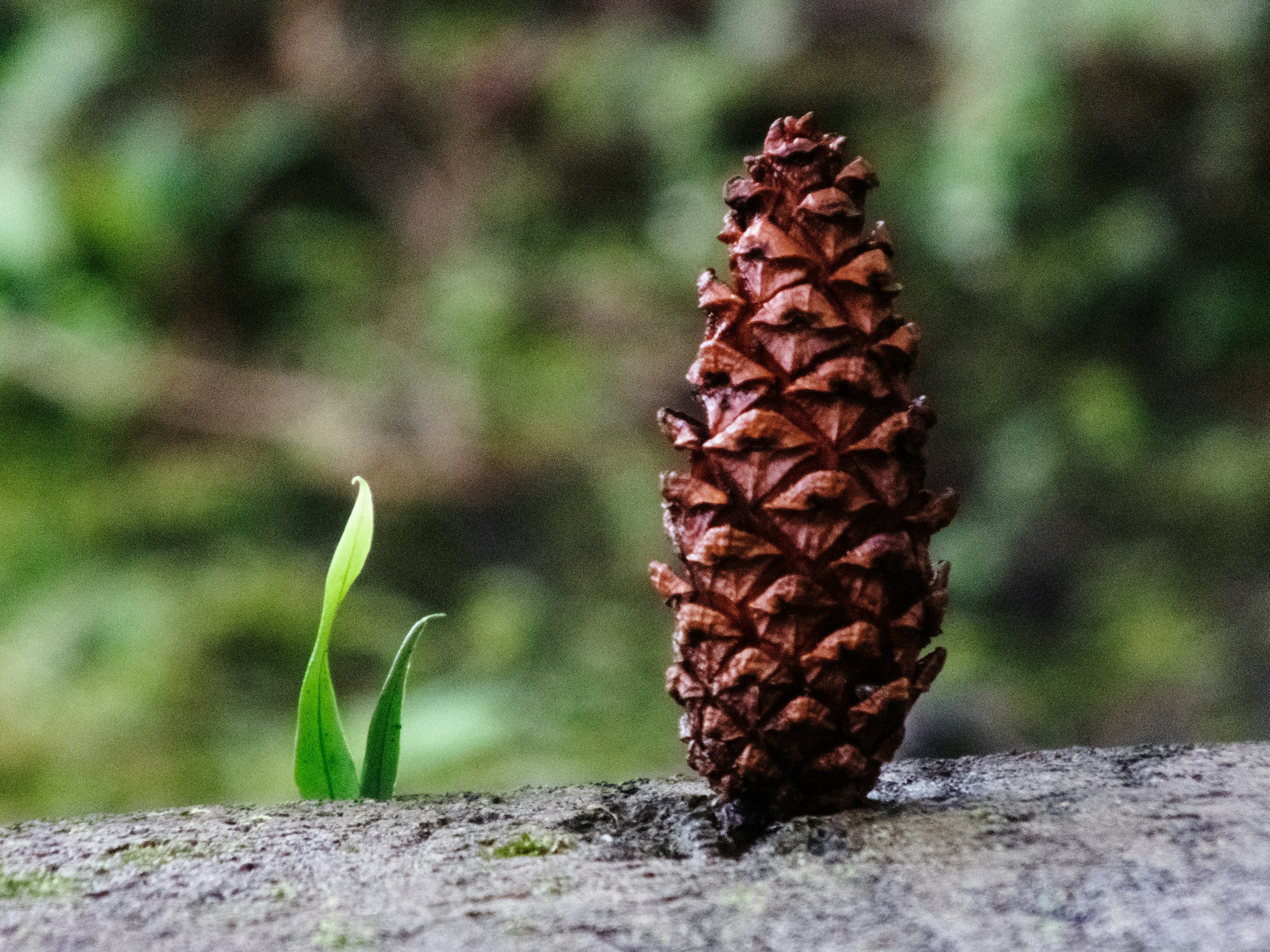 A pine cone stands tall with new growth.
