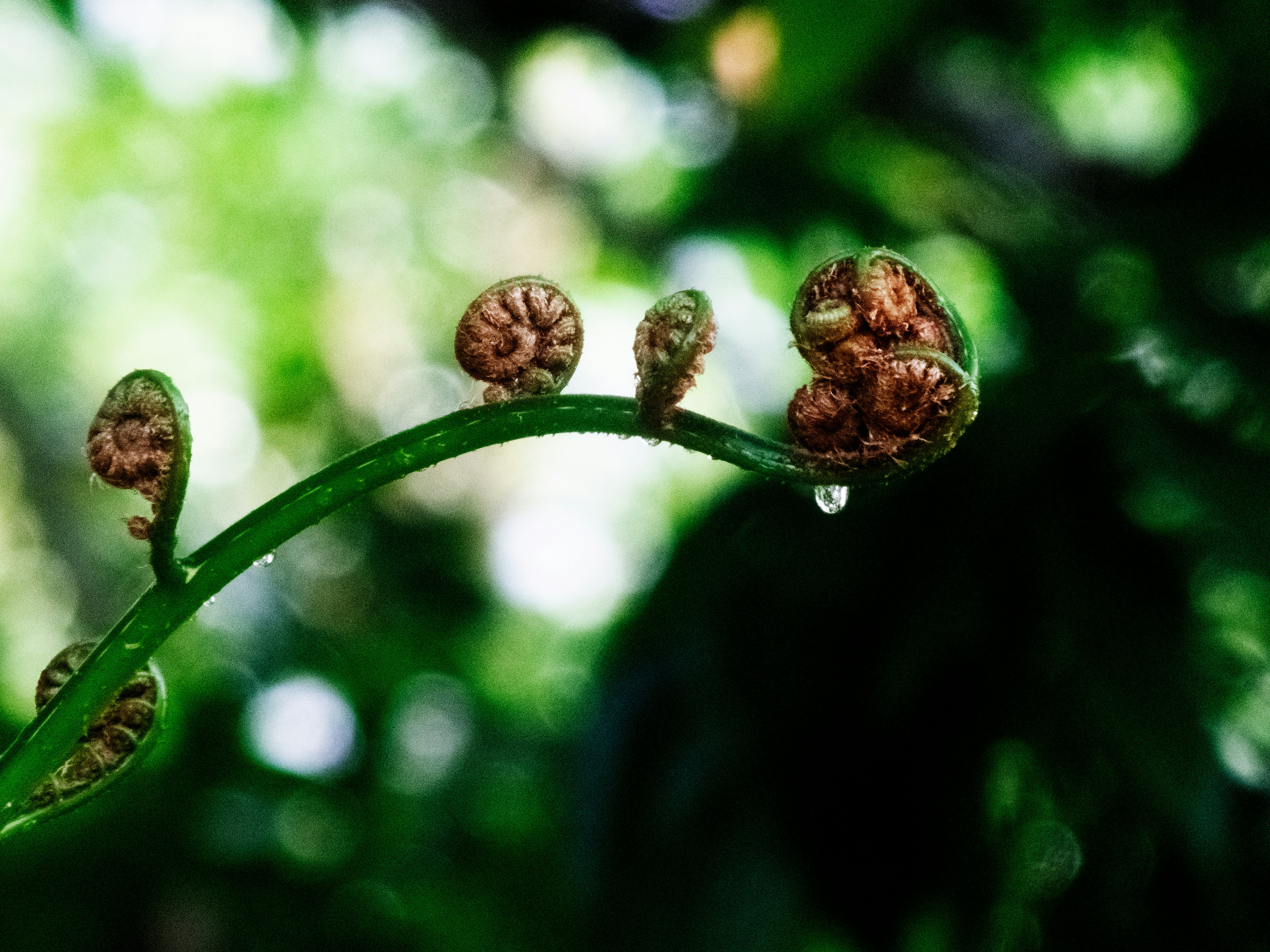 Close-up of a fern frond with curled tips and a droplet of water, set against a blurred green background.
