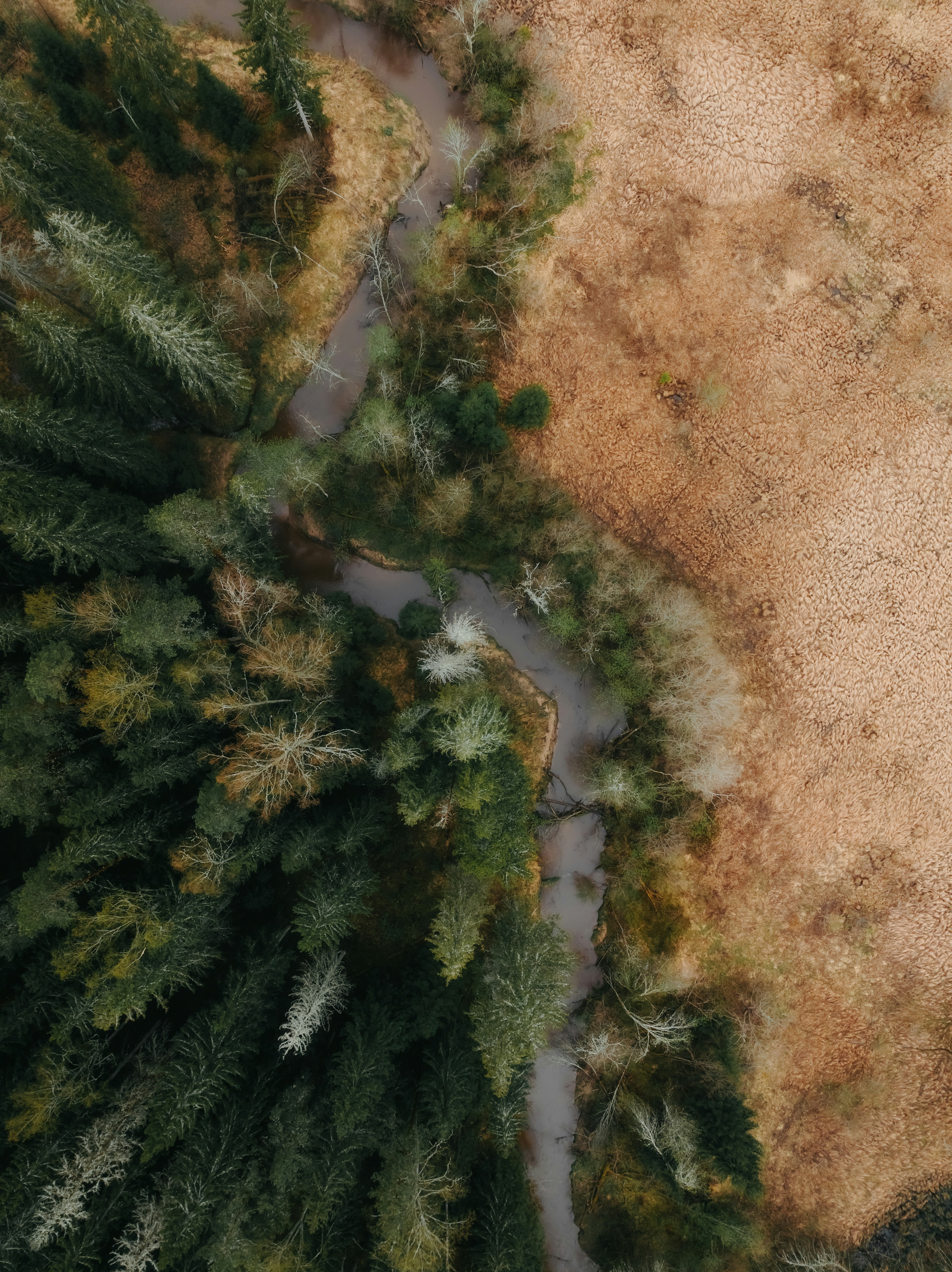 Aerial view showcasing the intricate patterns formed by a winding river amidst a forest transitioning to dry land.