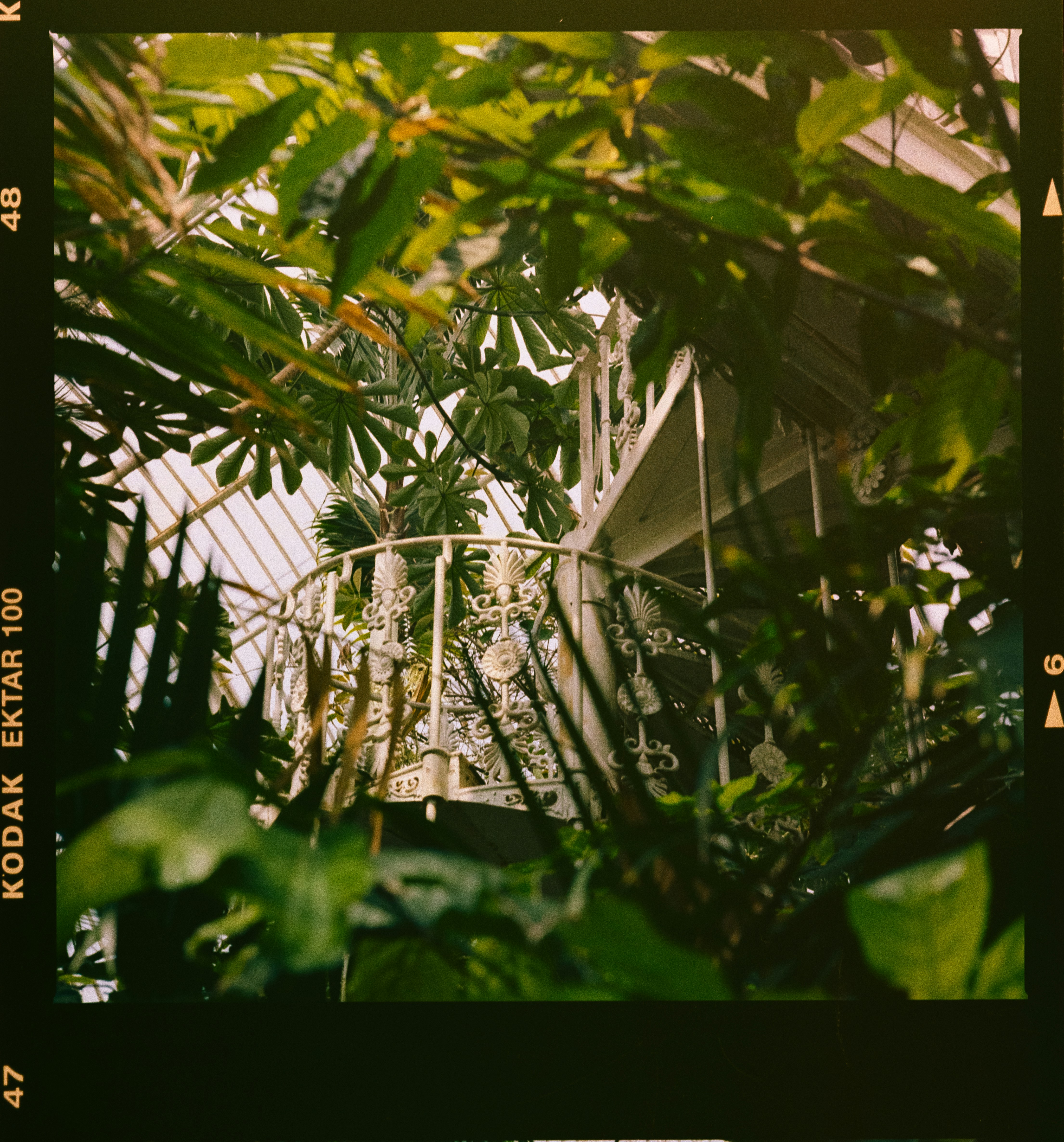 Whispers of Nature: The Hidden Balcony