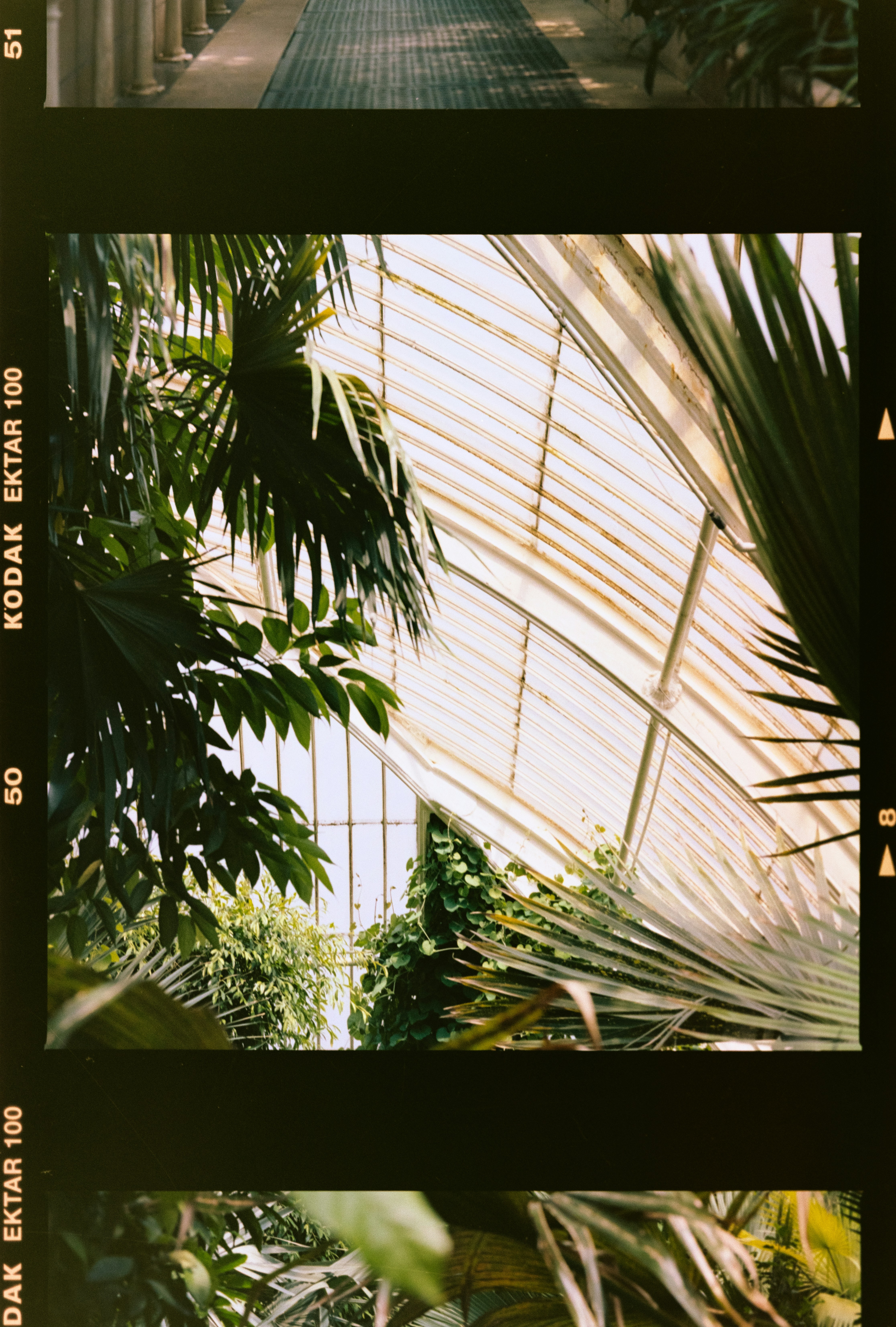 Greenhouse Mirage: Sunlit Glass and Foliage Through Film Strips