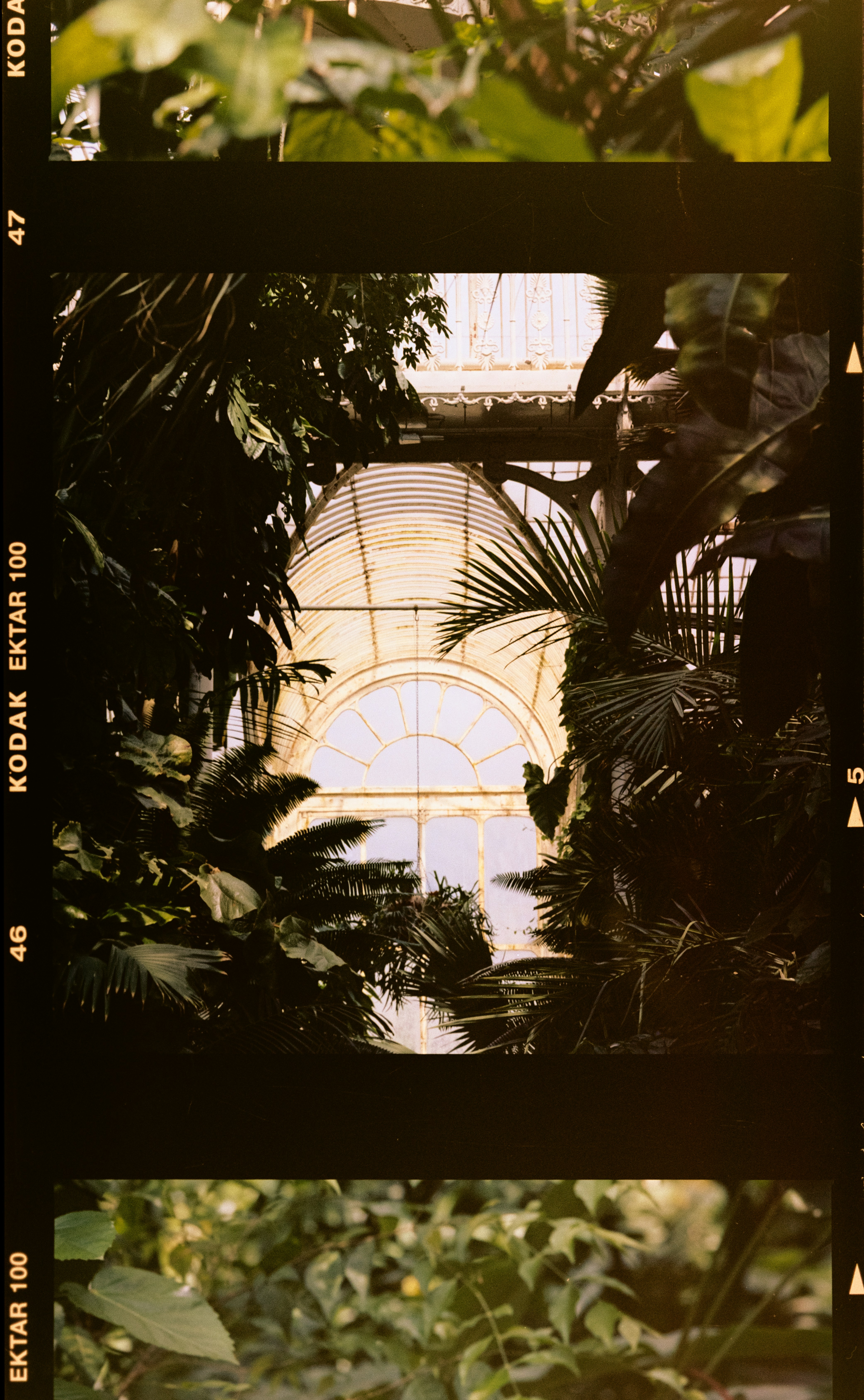 Glasshouse Vault: Sunlit Arch Through Jungle Portrait