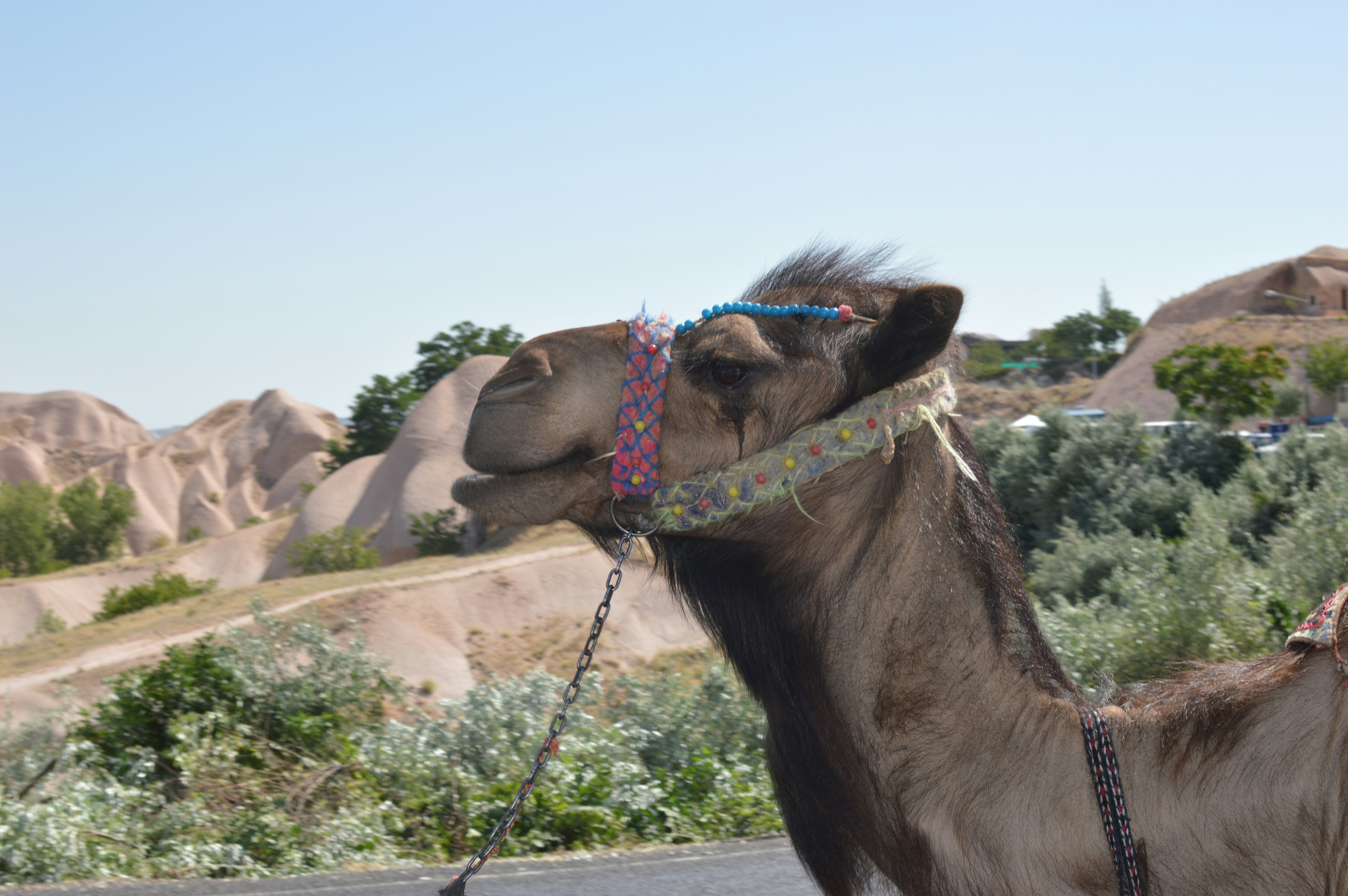 Whimsical Camel in Desert Serenity