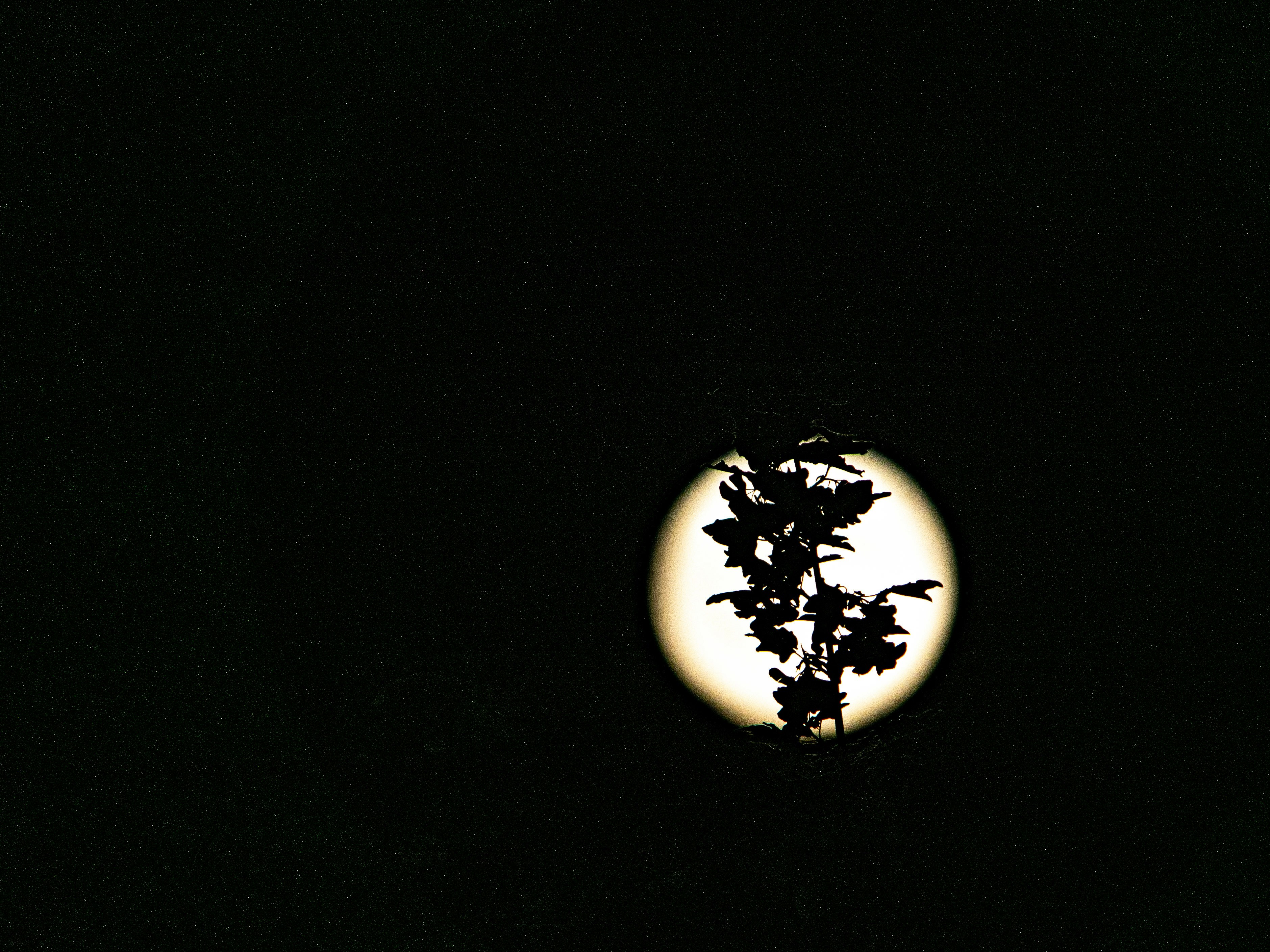 Silhouette of tree against the full moon.