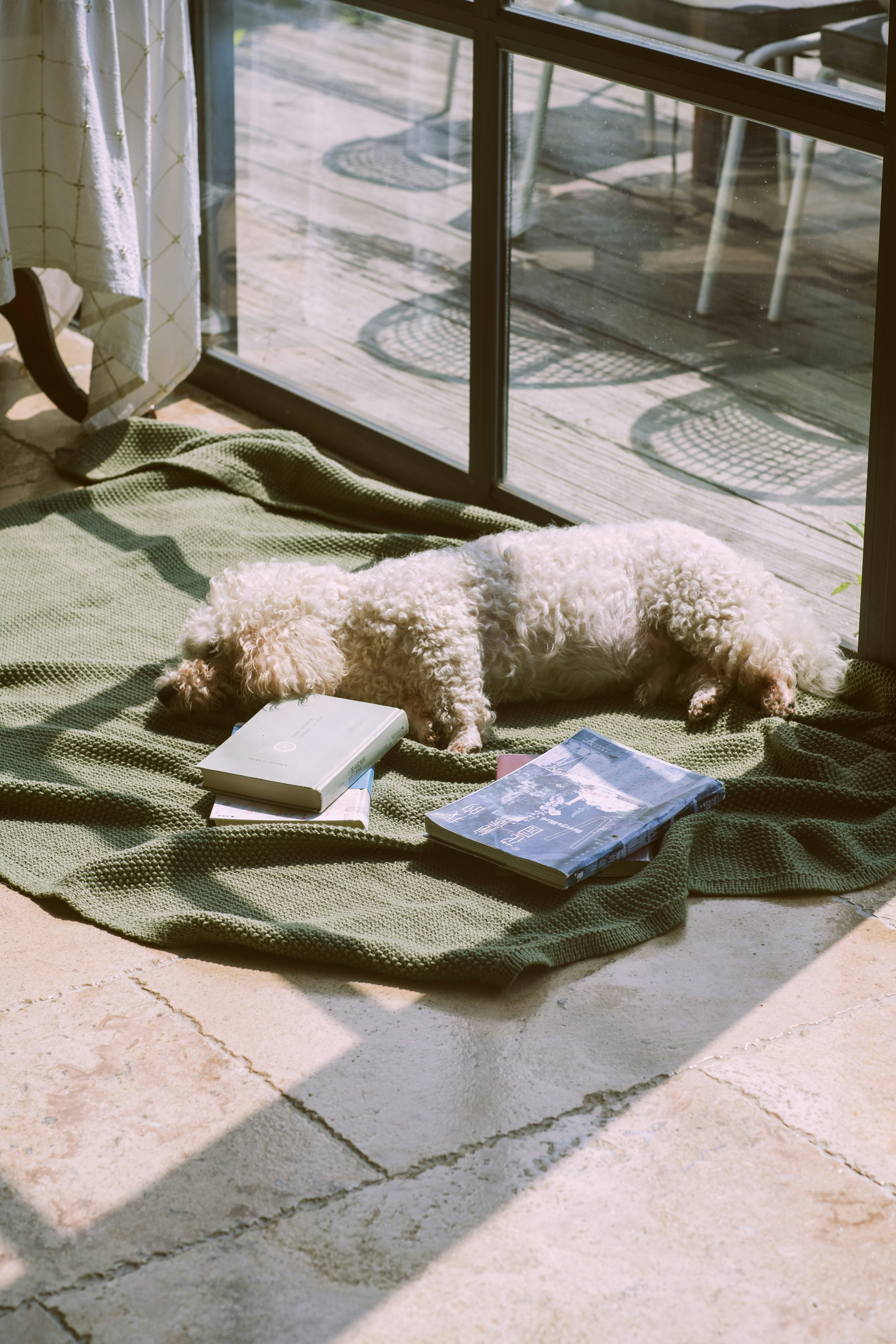 Sunlit Nap by the Glass Door: A fluffy white dog on a green blanket with two books nearby