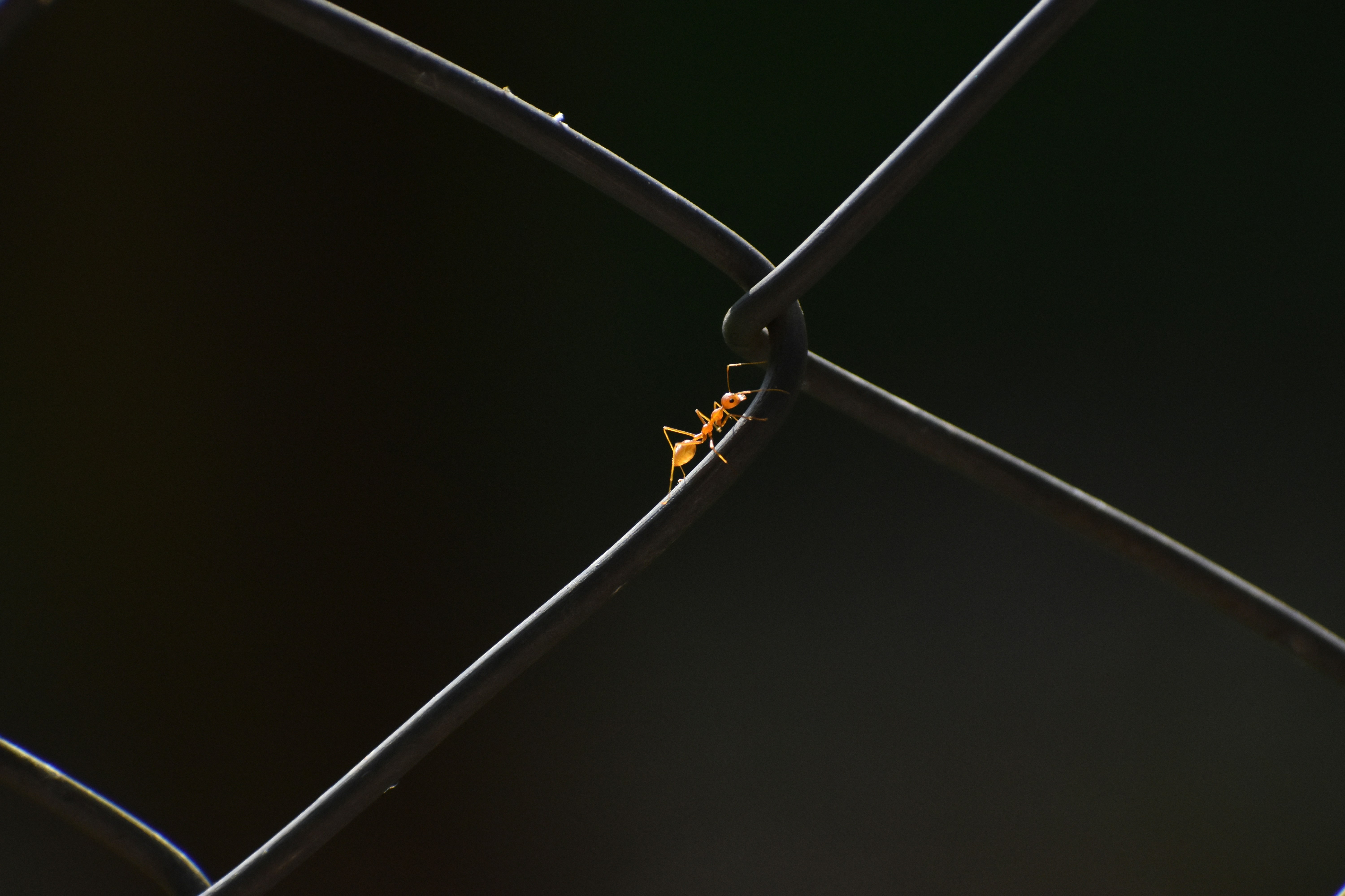 A Closeup shot of a Ant in the fence | An ant clings to a chain link fence.