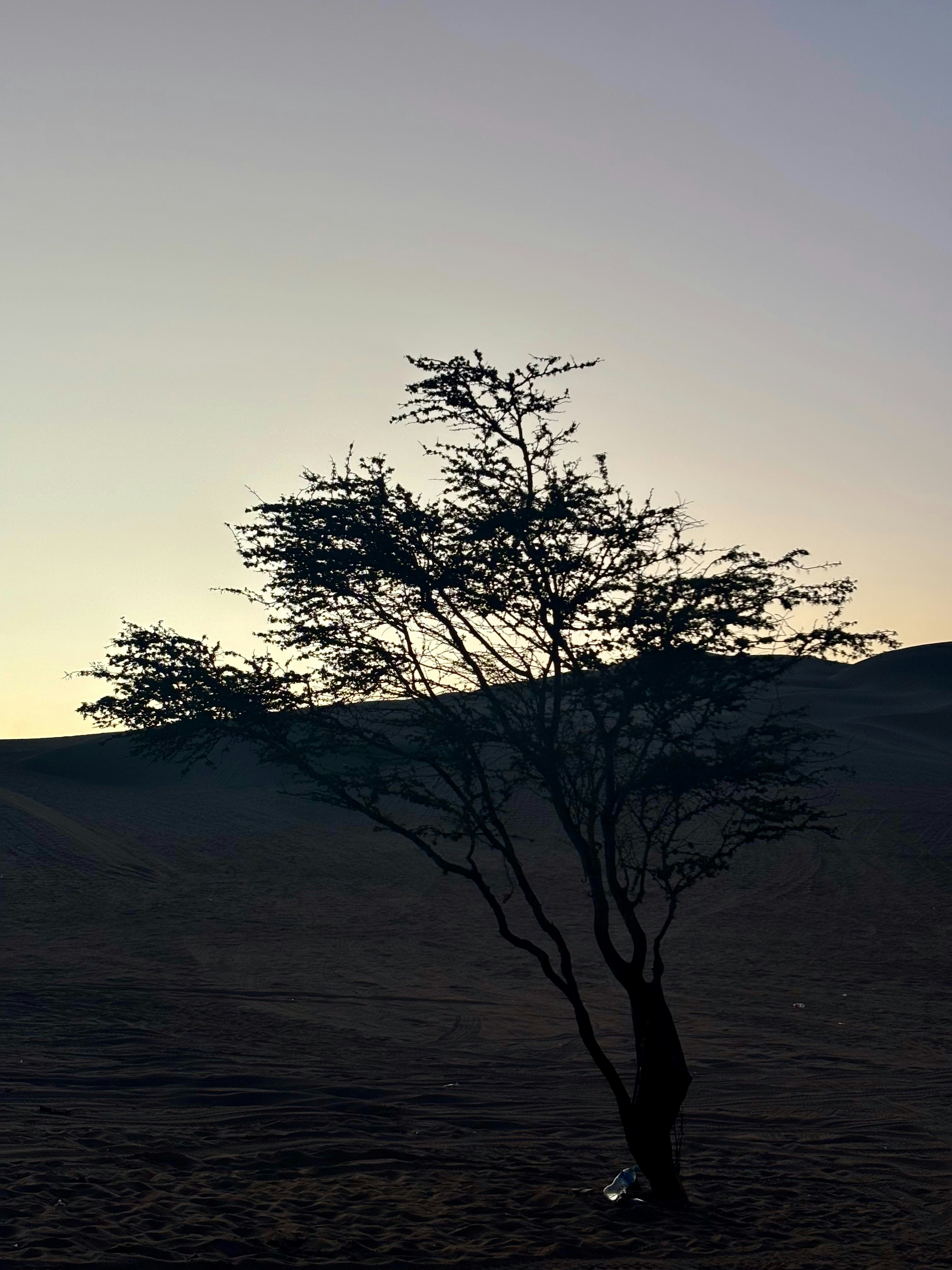 Whispers of Resilience in the Dunes