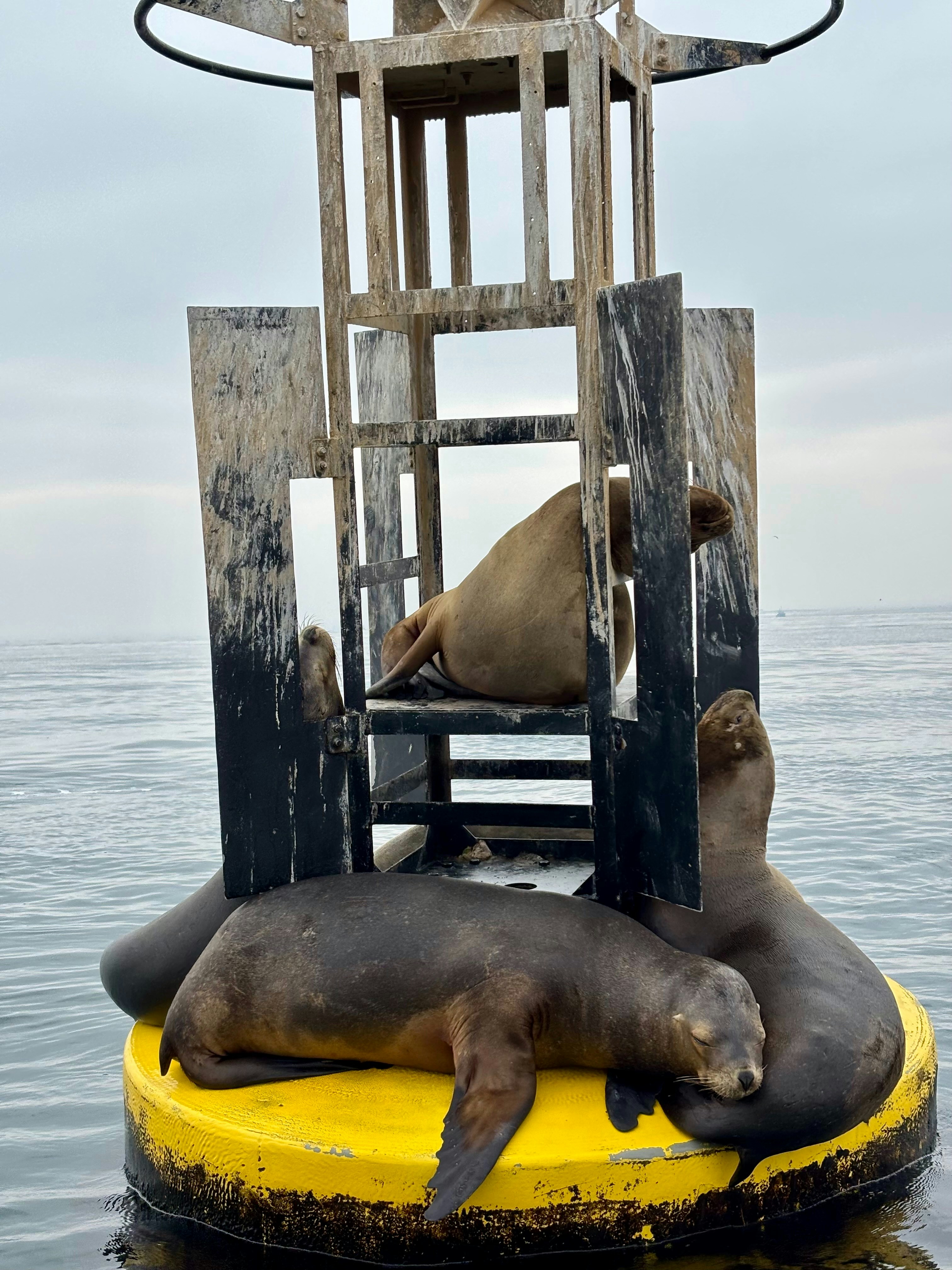 Sea Lions Beneath a Weathered Frame on a Bright Yellow Buoy