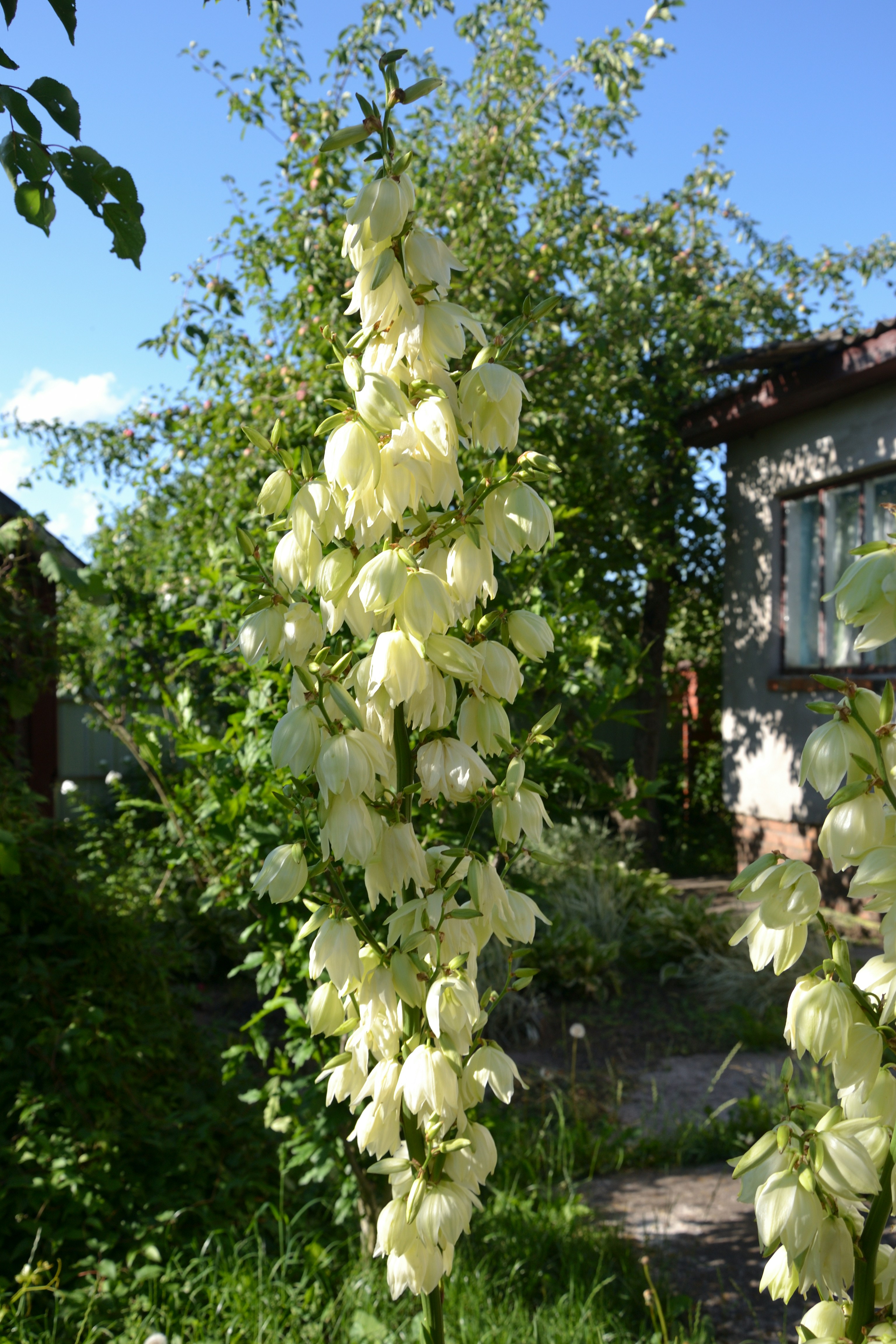 Elegant Blooms Against a Verdant Backdrop