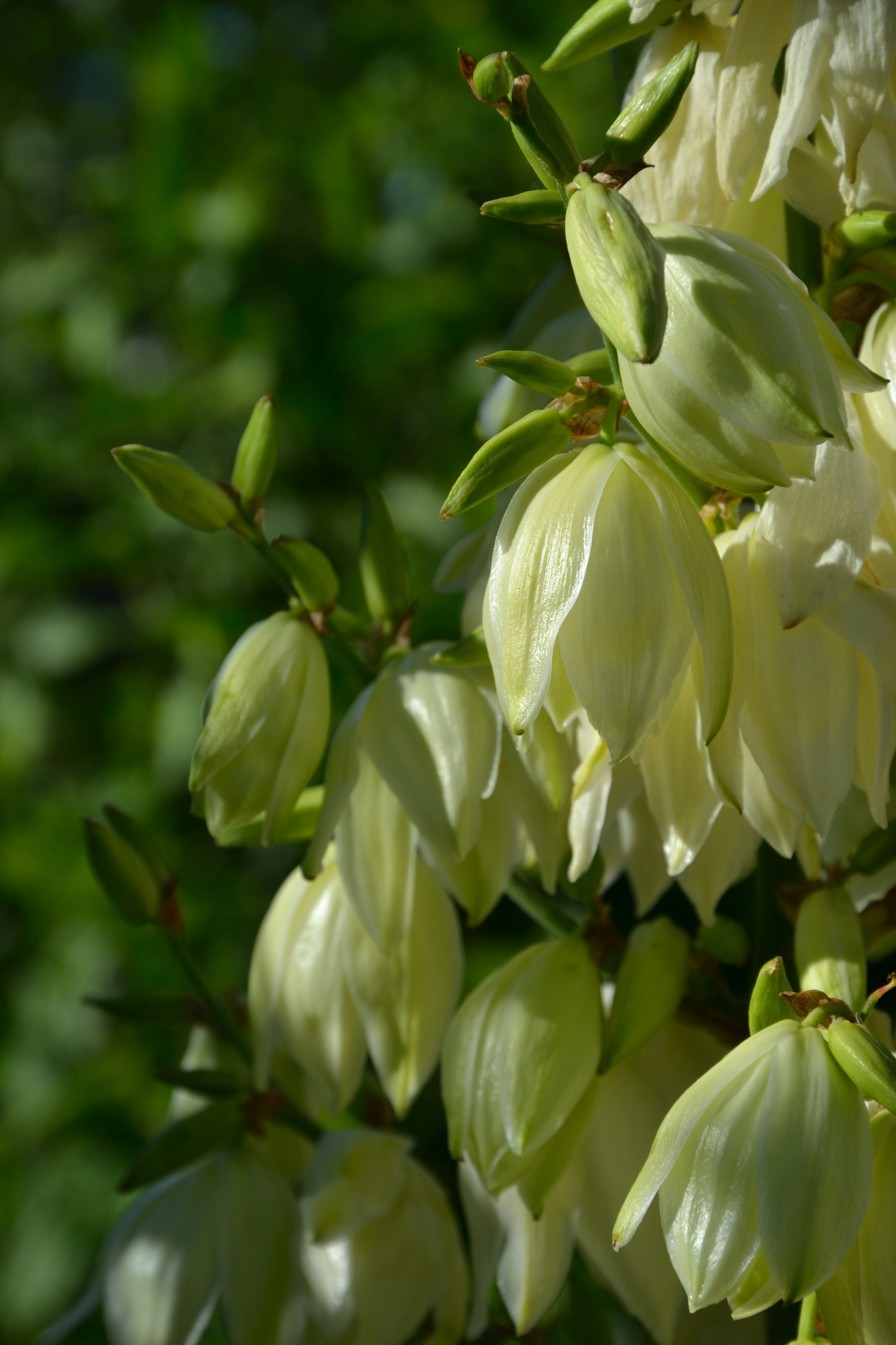 Whispers of Spring: The Elegance of Yucca Blooms