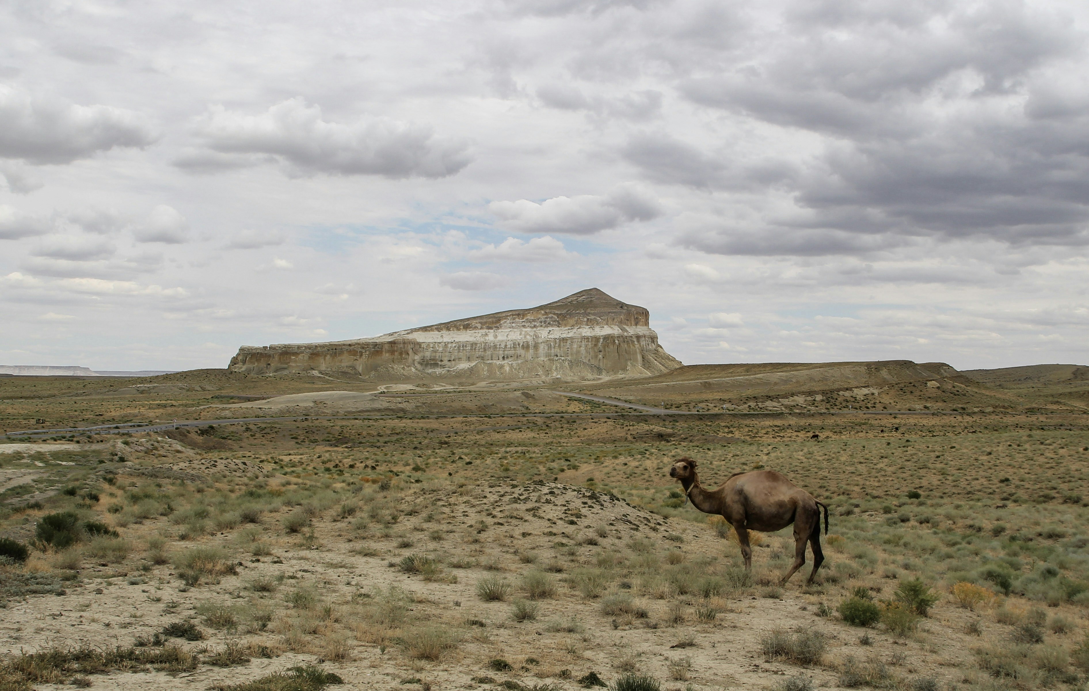 Desert Camel at Distant Butte